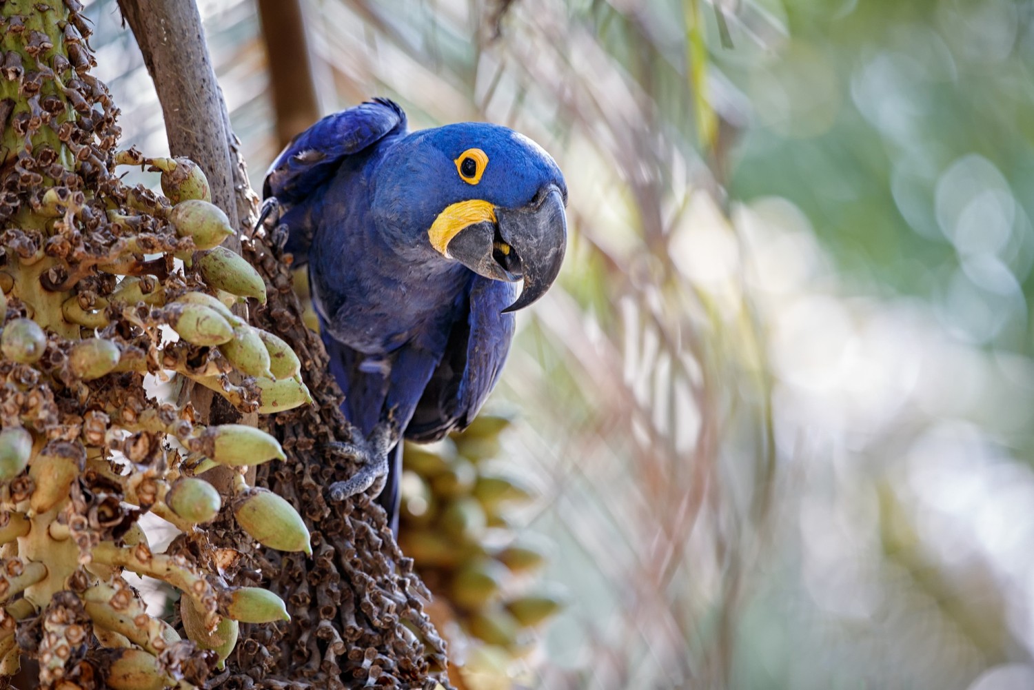 Discover the Hyacinth Macaw: The World's Largest Flying Parrot