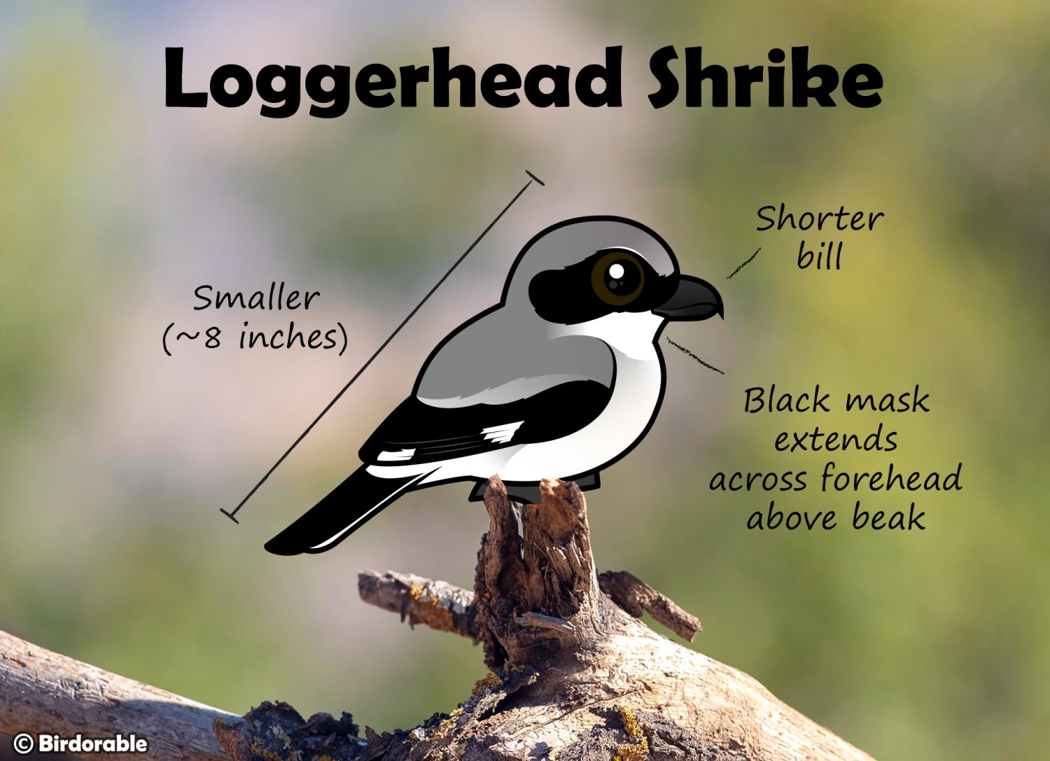 Loggerhead vs. Northern Shrike: How to Tell Them Apart