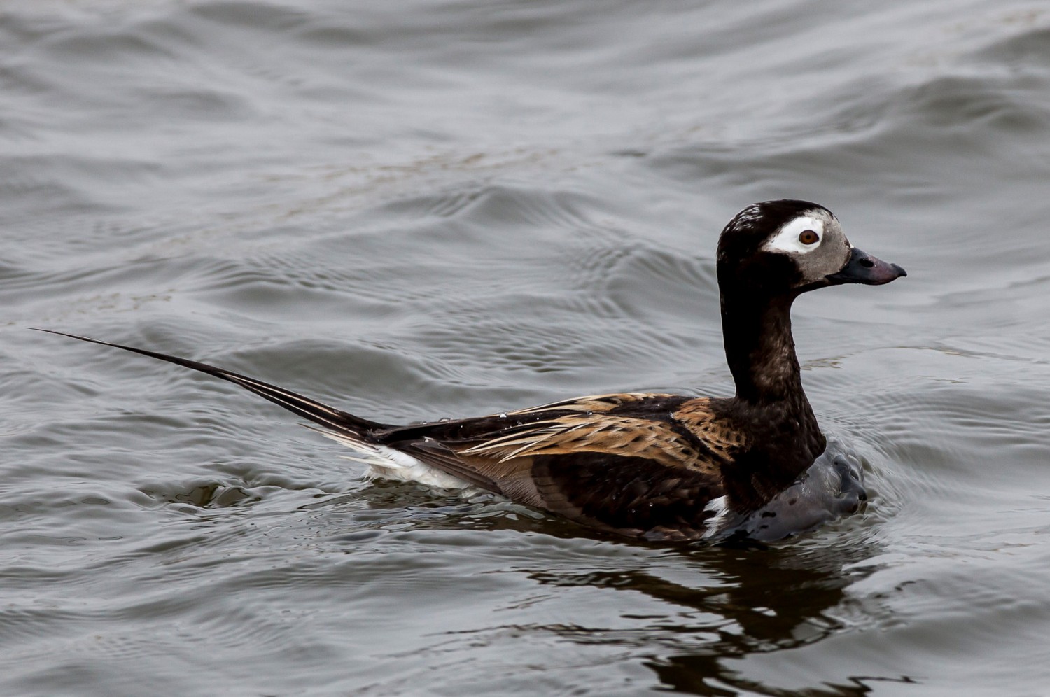 Meet the Long-tailed Duck: Vocal, Elegant, and Made for the Arctic