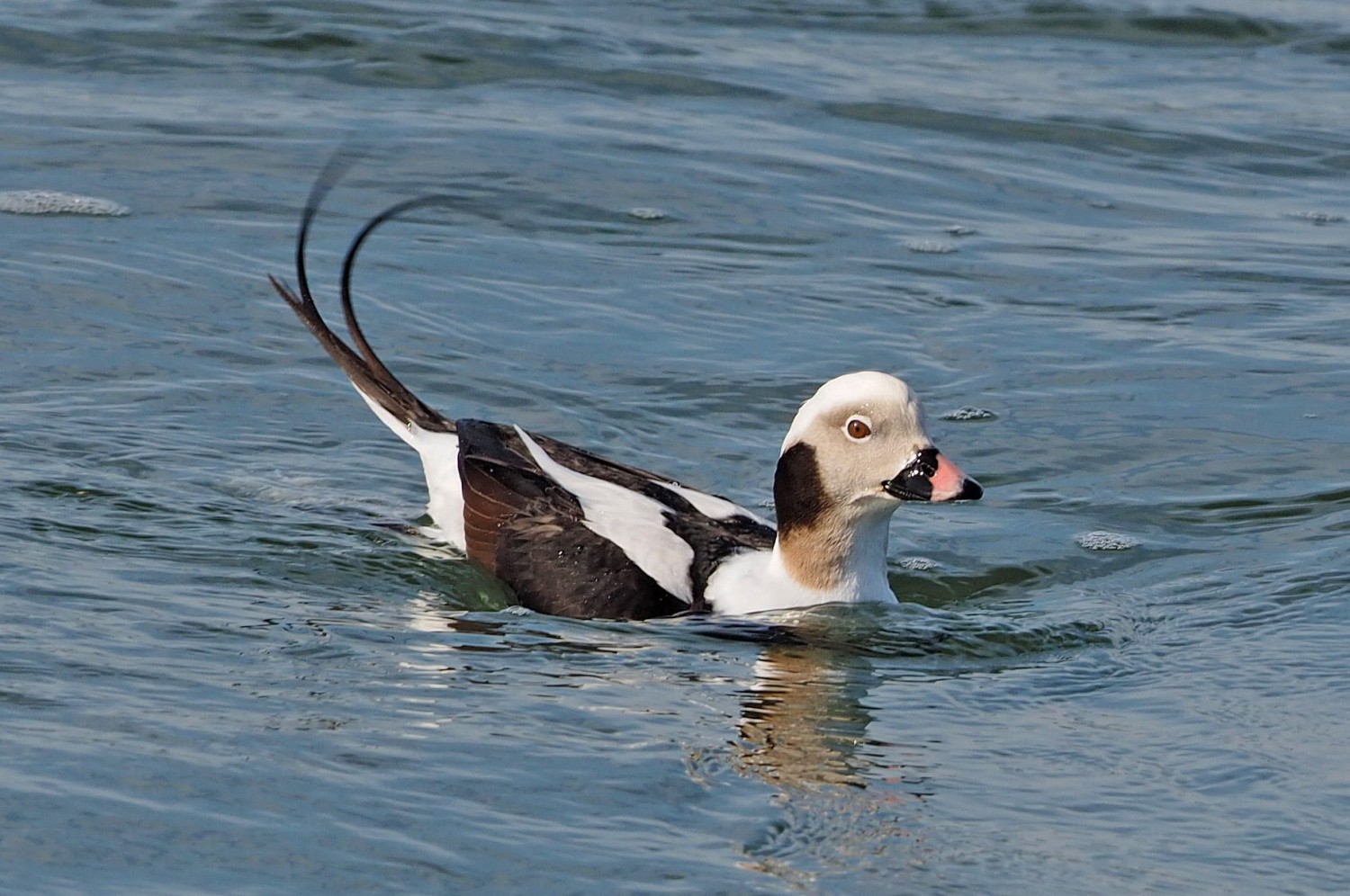 Meet the Long-tailed Duck: Vocal, Elegant, and Made for the Arctic