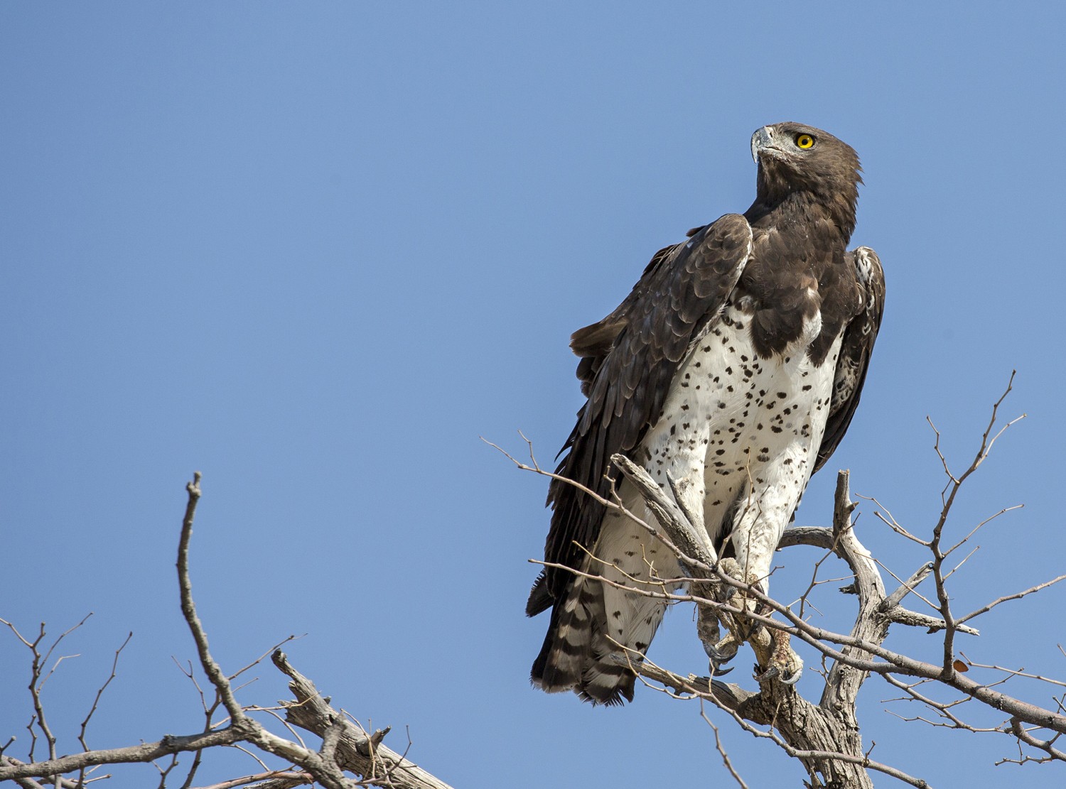 Meet the Martial Eagle: One of Africa’s Mightiest Raptor