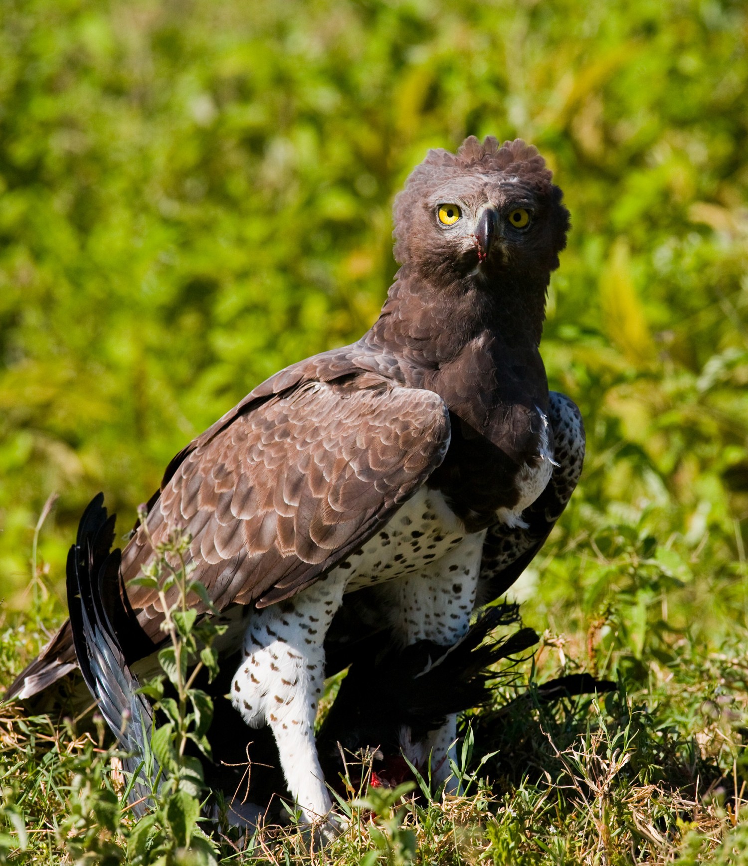 Meet the Martial Eagle: One of Africa’s Mightiest Raptor
