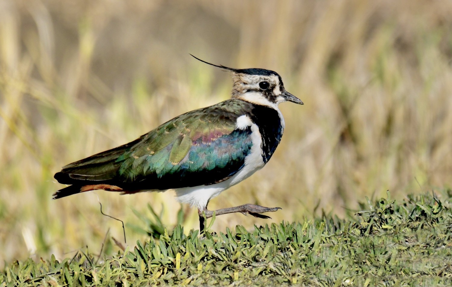 The Iridescent World of the Northern Lapwing at Birdorable