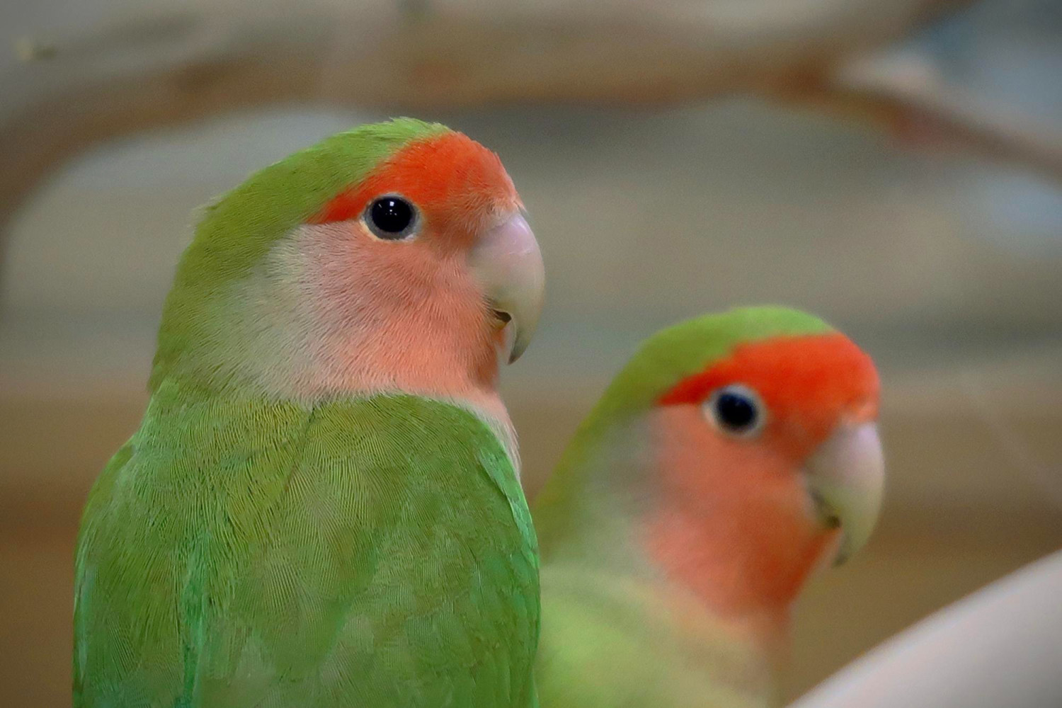 Introducing the Birdorable Peach-faced Lovebird aka Rosy-faced