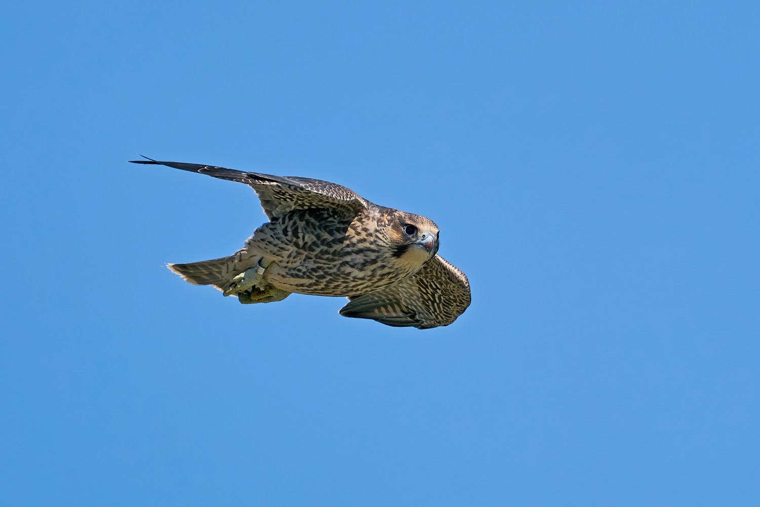 Feathered Speed Demons: Tracking the Fastest Birds