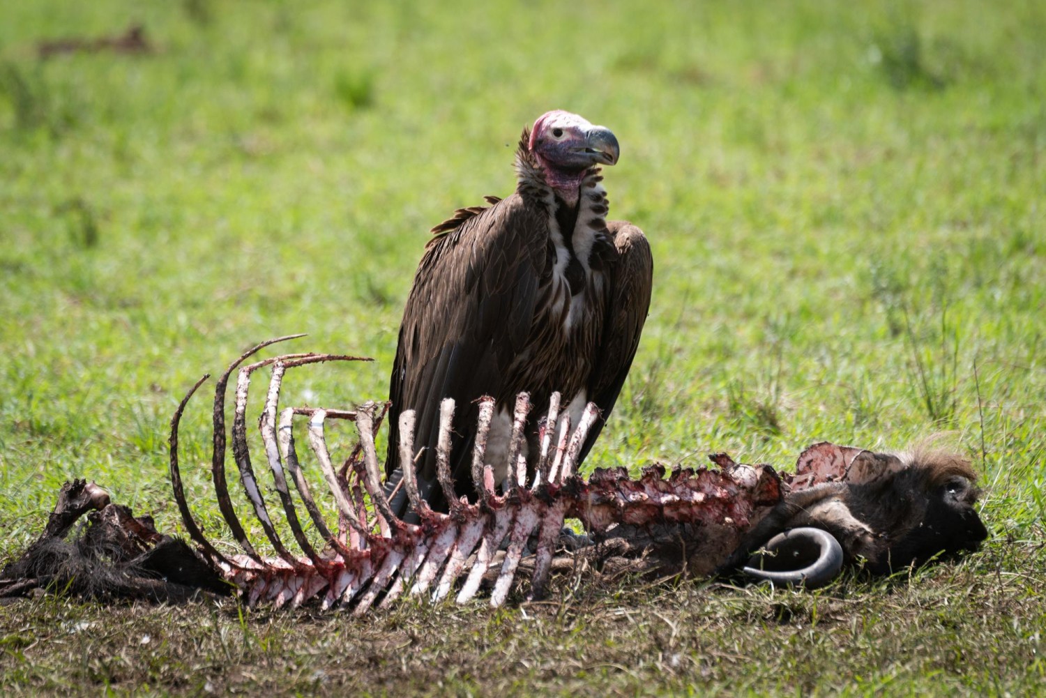 Vulture Myth Busted: These Vital Scavengers Are Not 'Dirty'