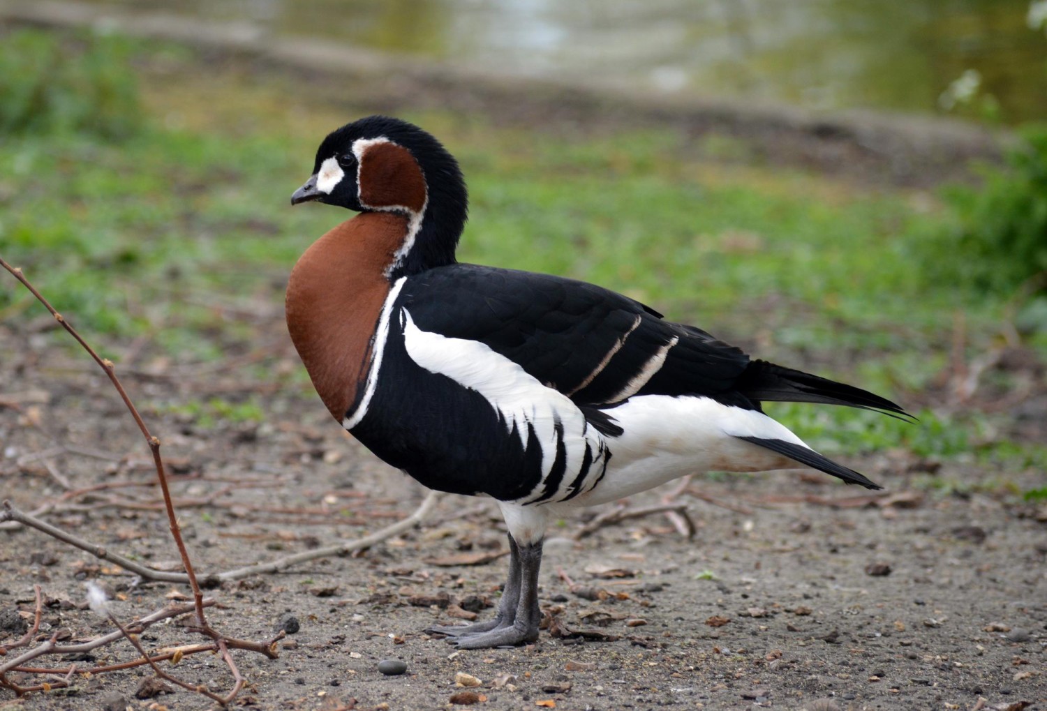 Birdorable Blog - Bird News, New Species & Fun Stuff