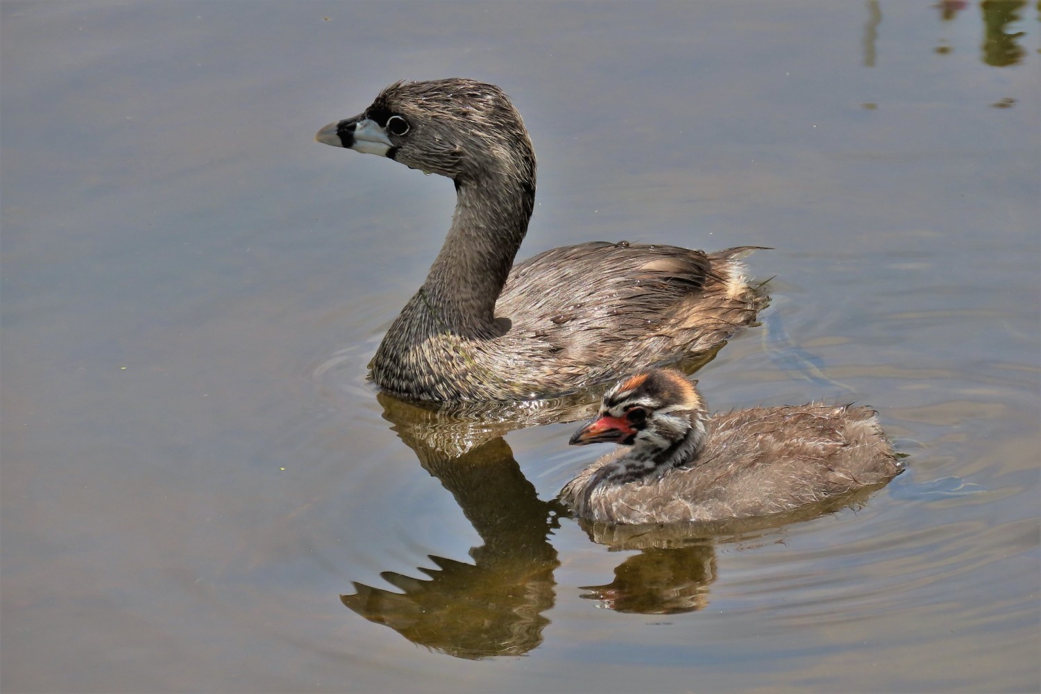 10 Fascinating Facts About the Pied-billed Grebe | Birdorable Blog