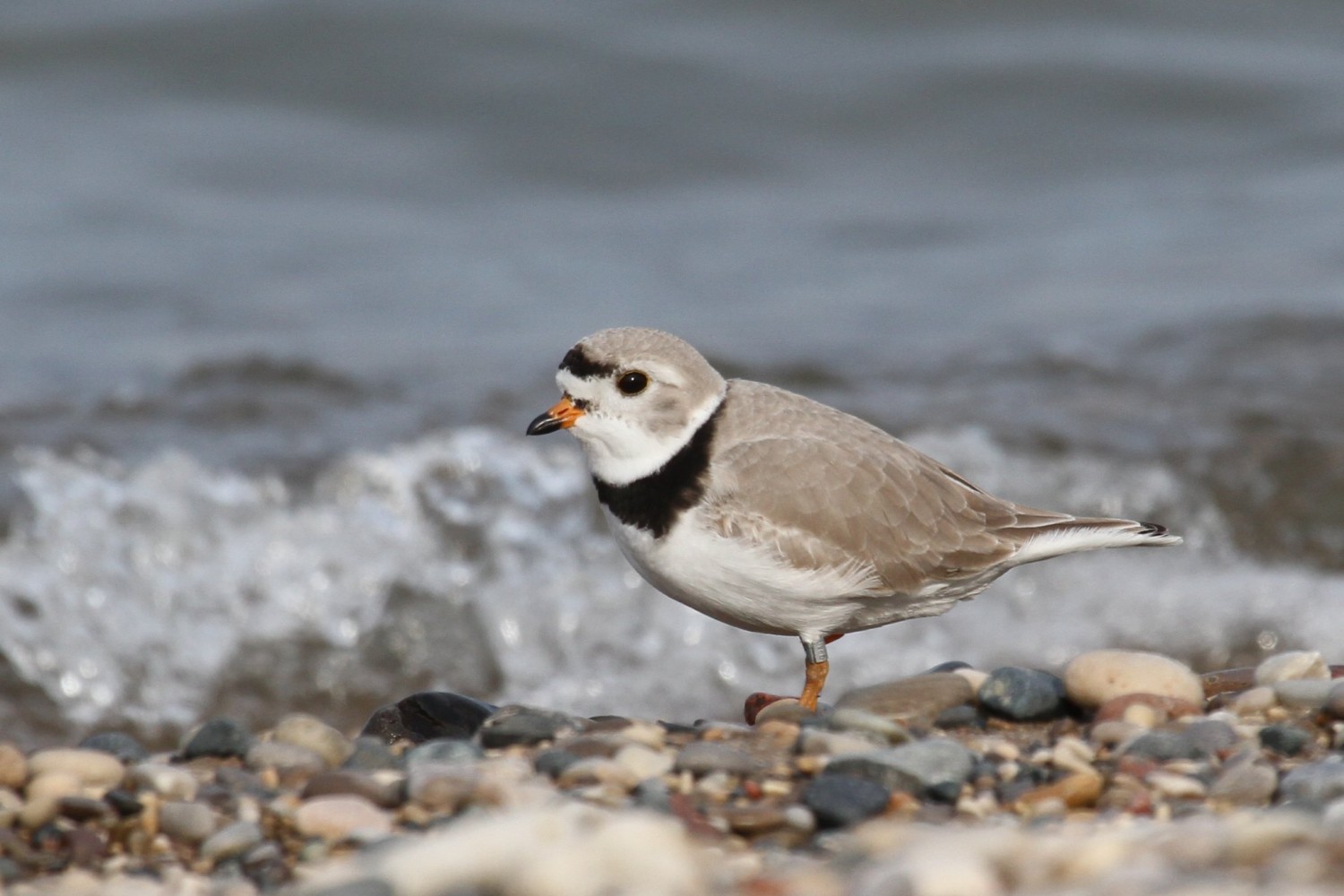 The Piping Plover: Navigating the Challenges of Conservation