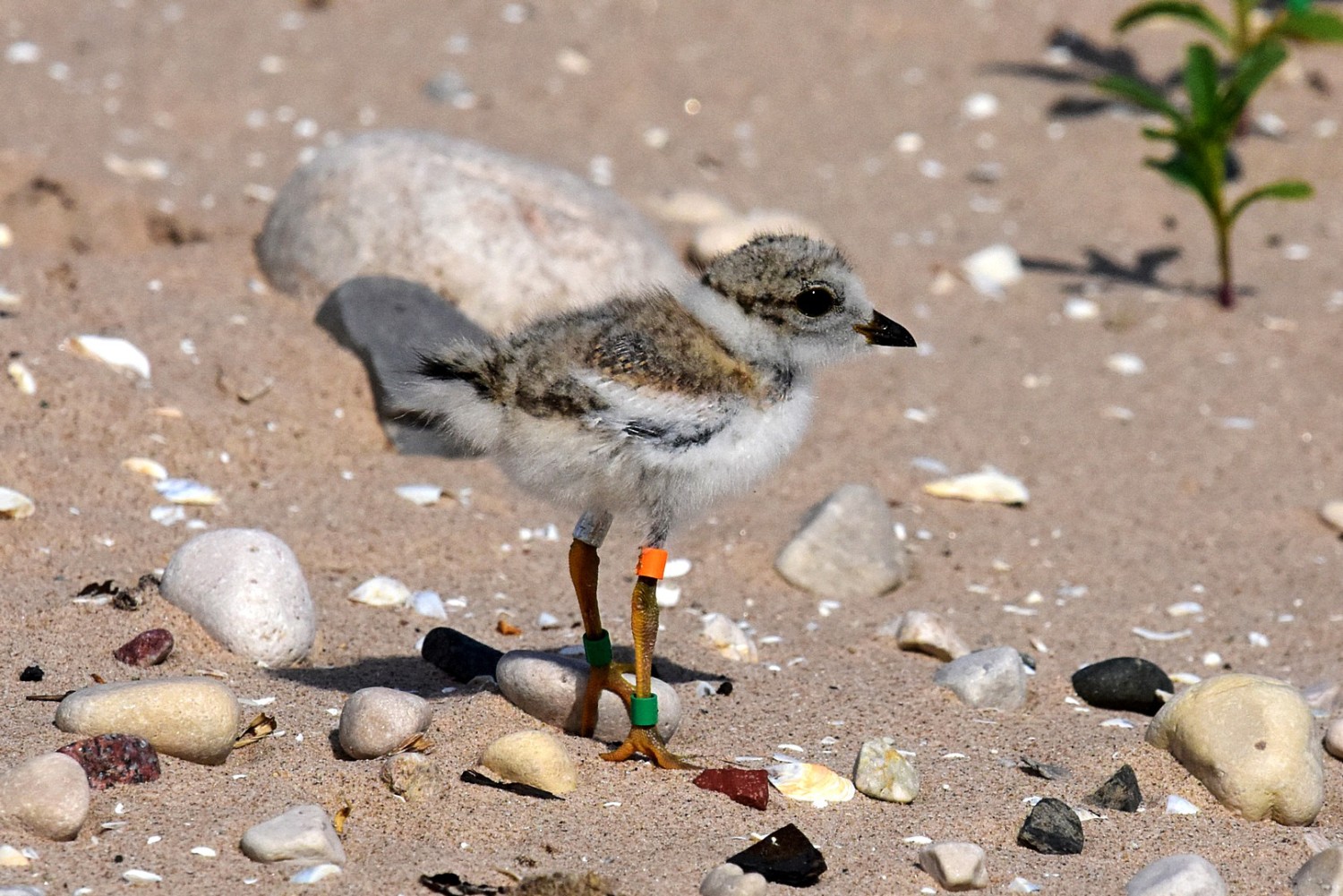 The Piping Plover: Navigating the Challenges of Conservation