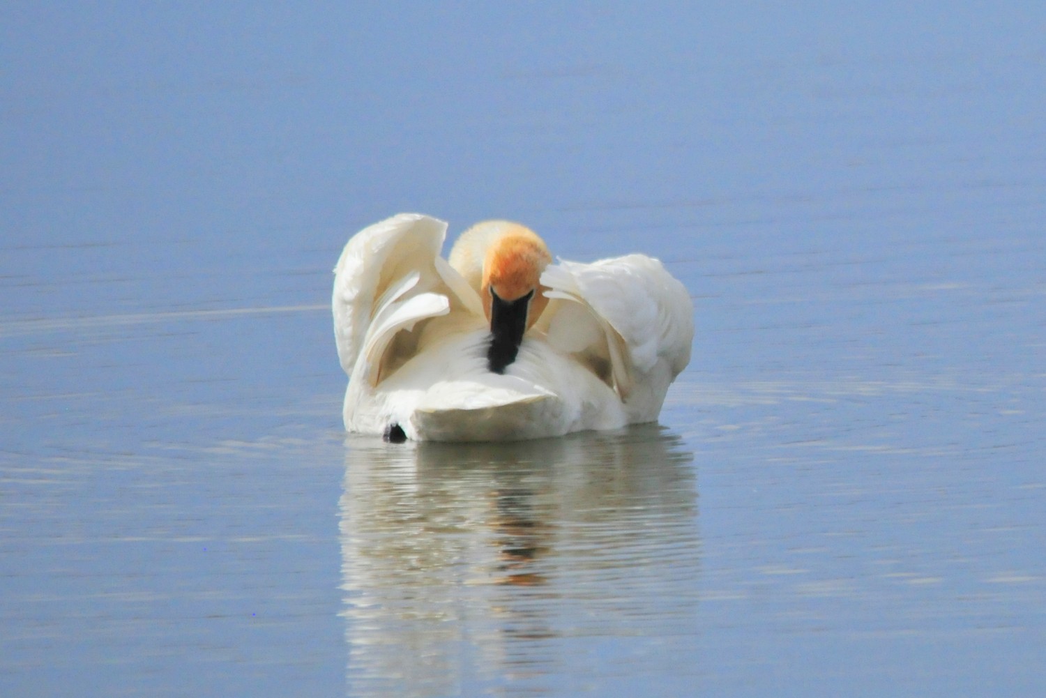 The Secret Behind Waterproof Feathers: The Uropygial Gland