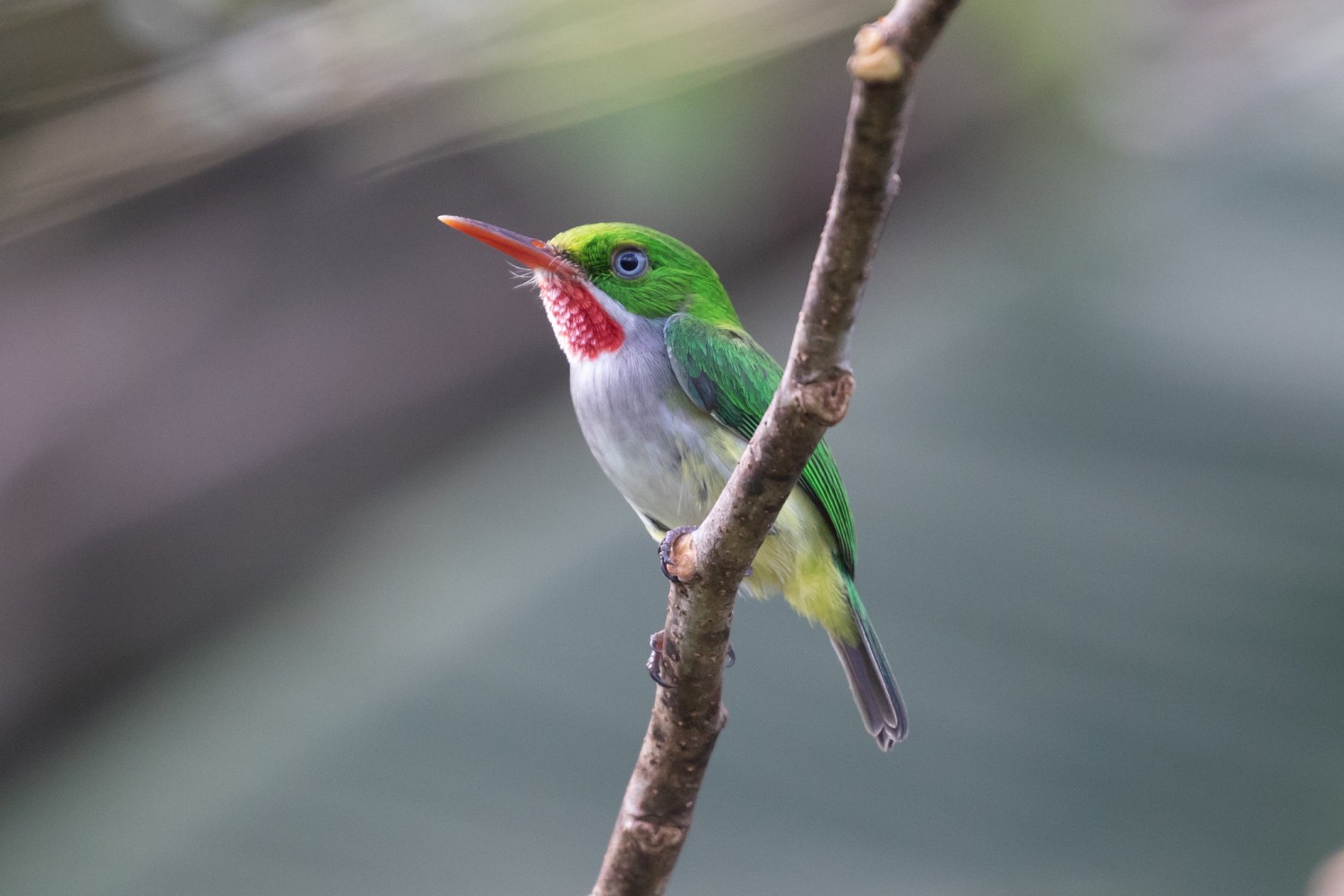 Meet the Puerto Rican Tody: Puerto Rico's Tiny Gem