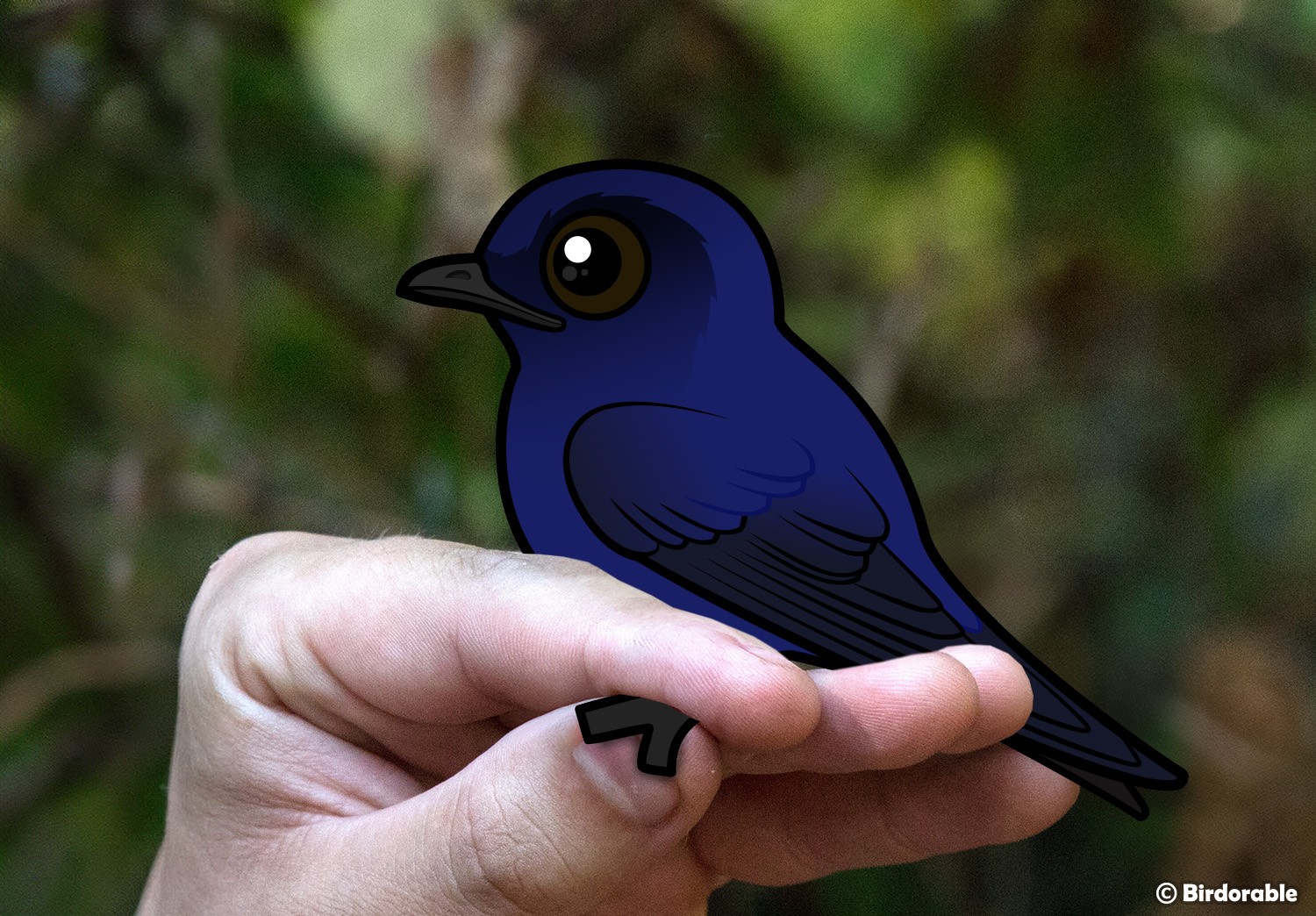 How to Get Involved in Swallow Citizen Science Projects