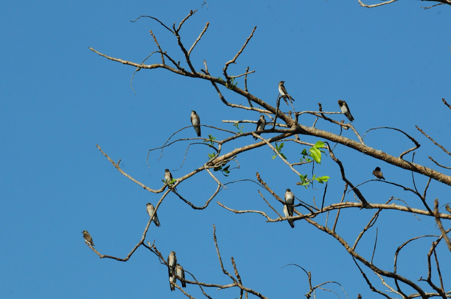 Unassuming Aerialists: Northern Rough-winged Swallows