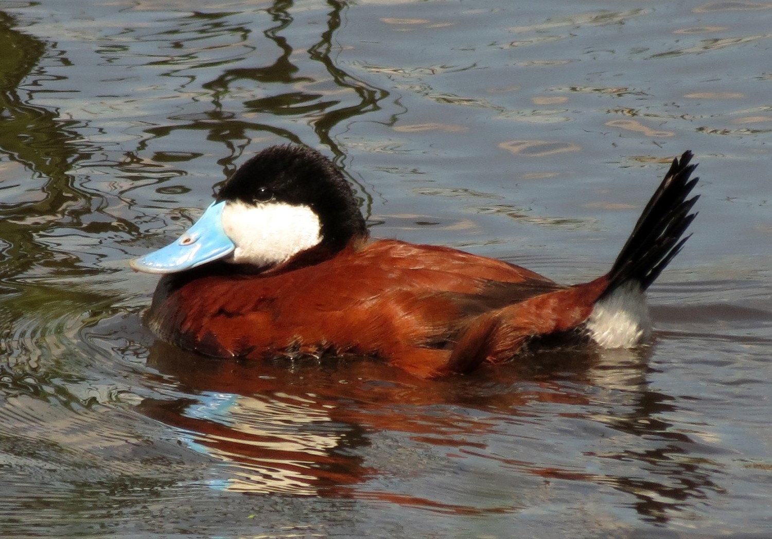 A Closer Look at the Ruddy Duck's Colorful Life by Birdorable