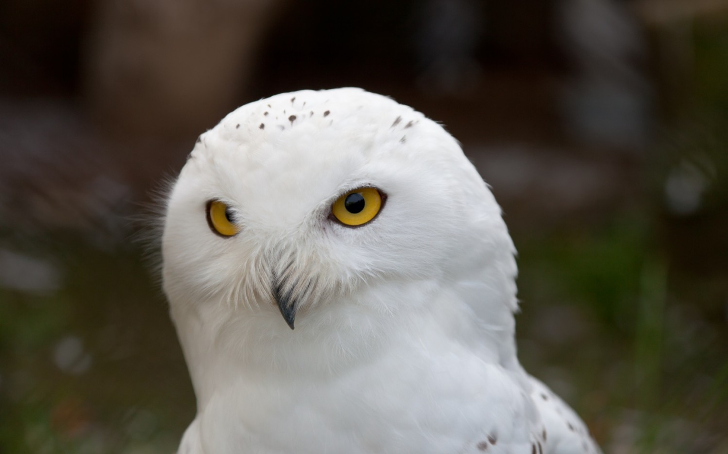 Birdorable Blog - Bird News, New Species & Fun Stuff