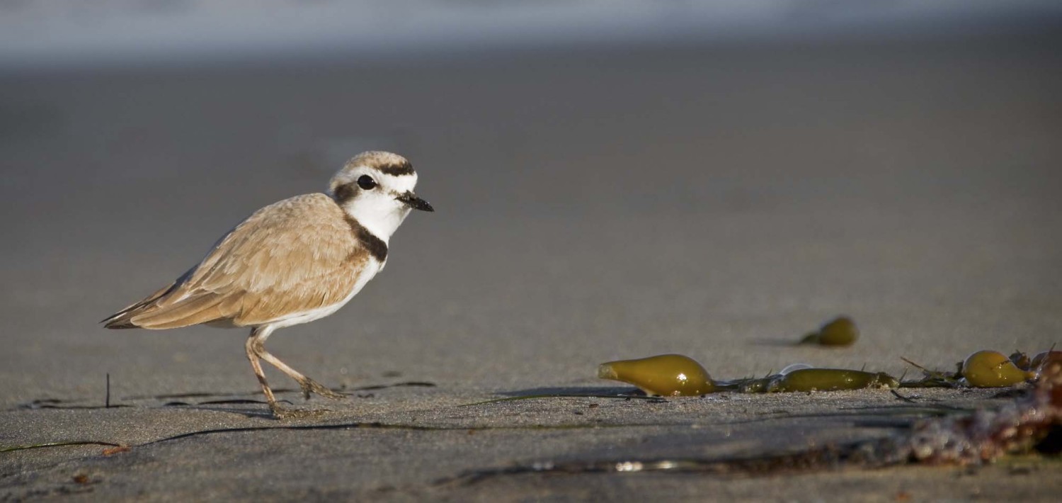 Introducing the Snowy Plover: Birdorable's Latest Feathered Friend