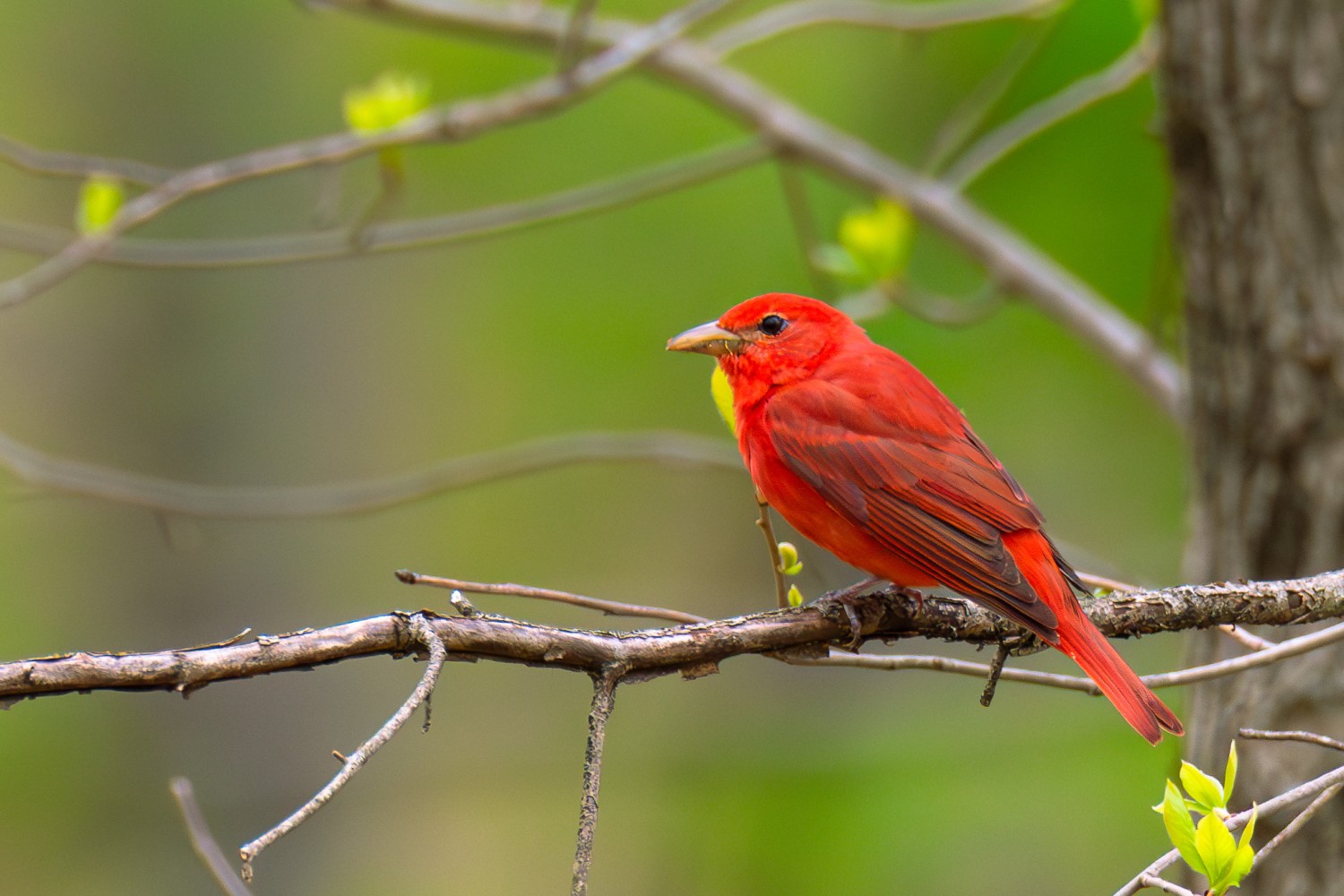 Discover the Colorful World of North America's Tanagers