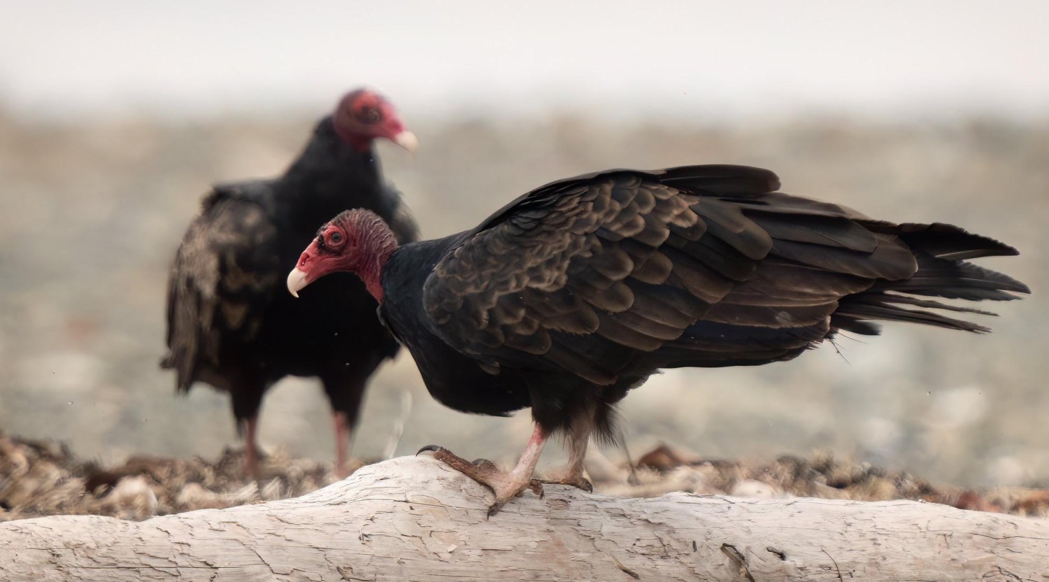Birdorable Turkey Vulture: A Closer Look at Nature's Scavenger