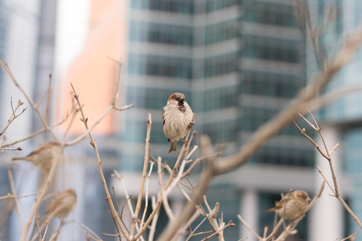 Birdorable Blog - Bird News, New Species & Fun Stuff