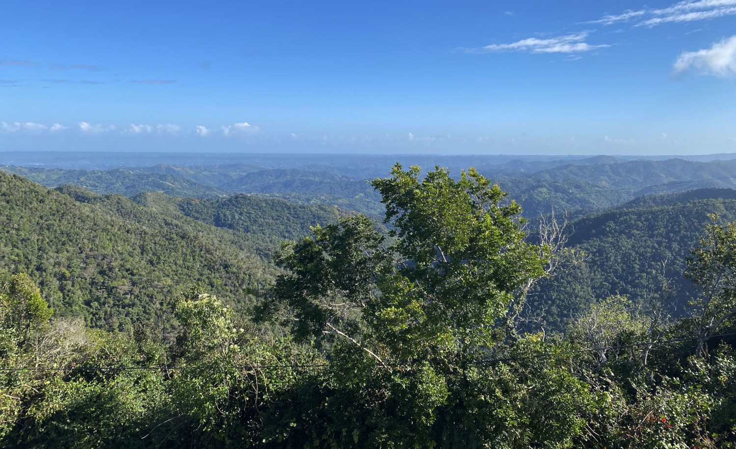 Birding in Paradise: 6 Must-Visit Spots to See Puerto Rico’s Birds