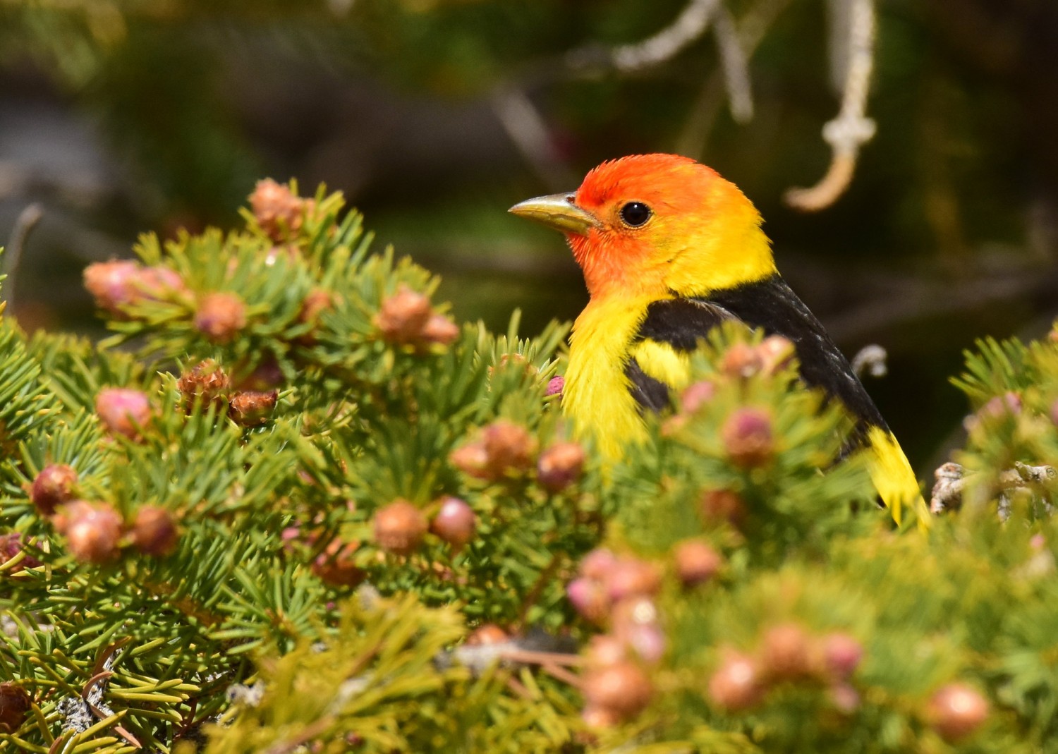 Discover the Colorful World of North America's Tanagers