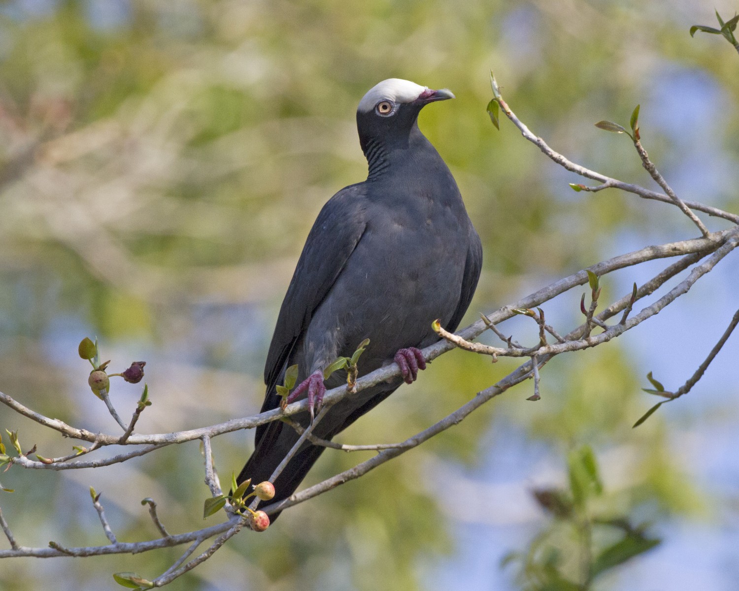 Meet the Tropical White-crowned Pigeon | Birdorable Blog