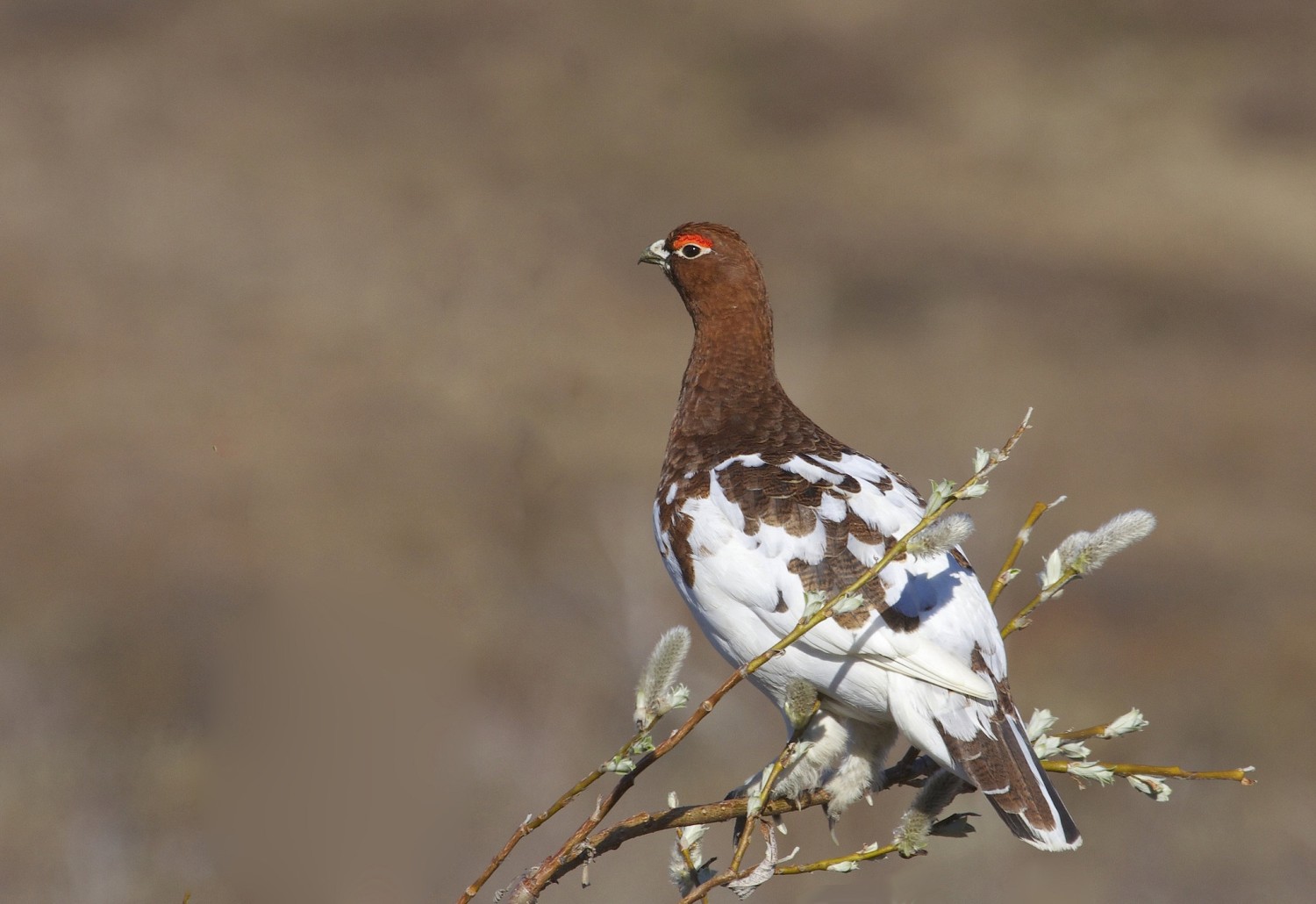 Meet the Birdorable Willow Ptarmigan: The Master of Camouflage