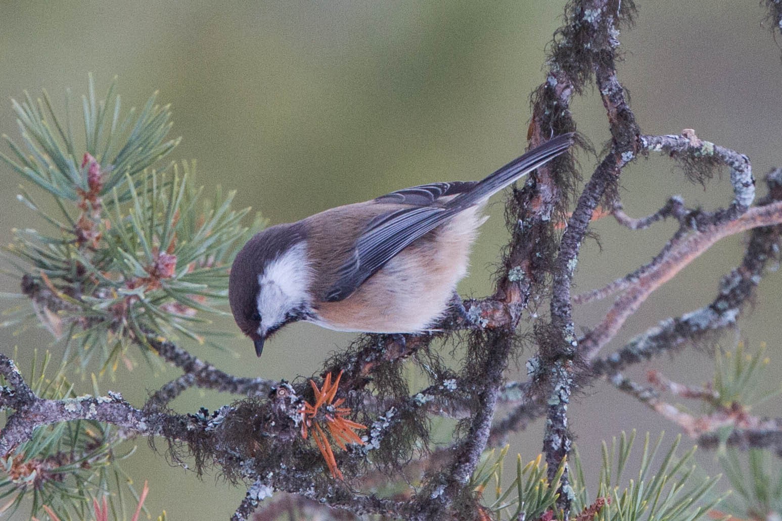The Hardy Life of the Gray-headed Chickadee | Birdorable Blog