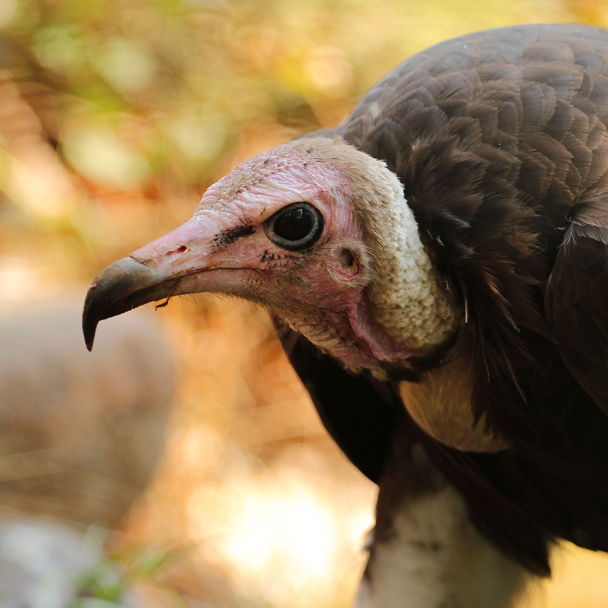 The Hidden Ears of Birds: How Avian Hearing Works