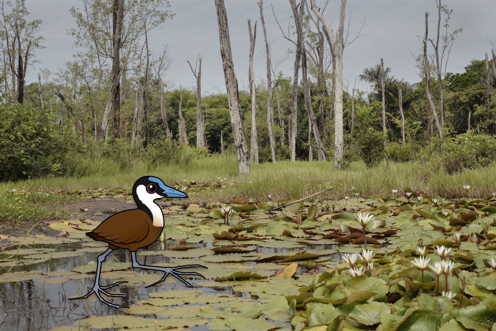Feathered Fathers: Celebrating Avian Dads This Father's Day