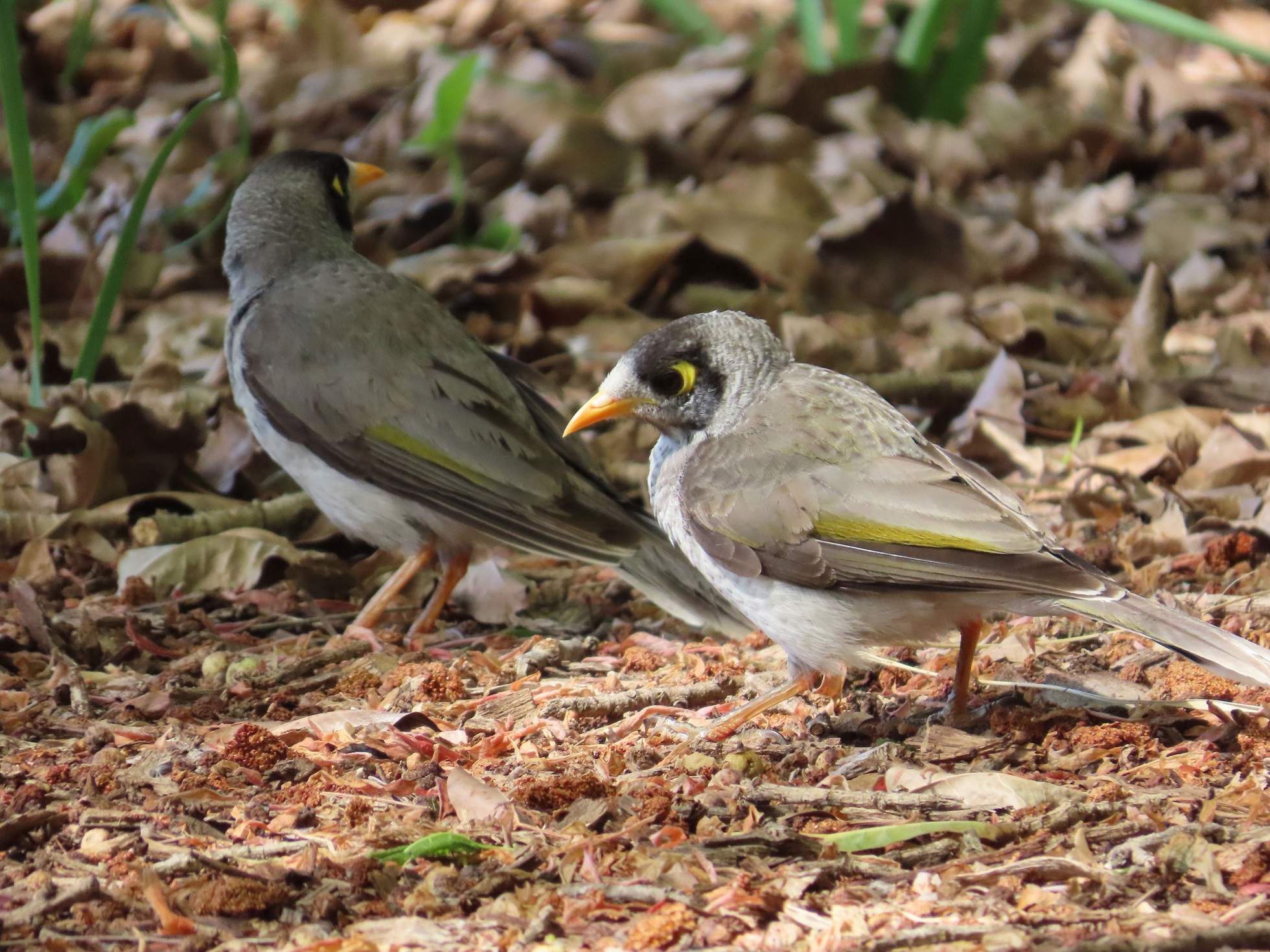 Noisy by Nature: Celebrating the Noisy Miner