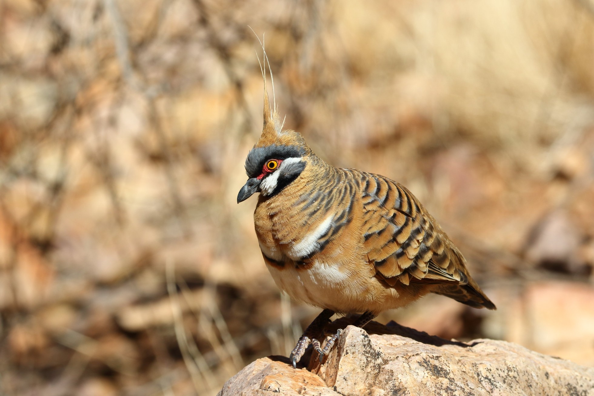 Birdorable Blog - Bird News, New Species & Fun Stuff