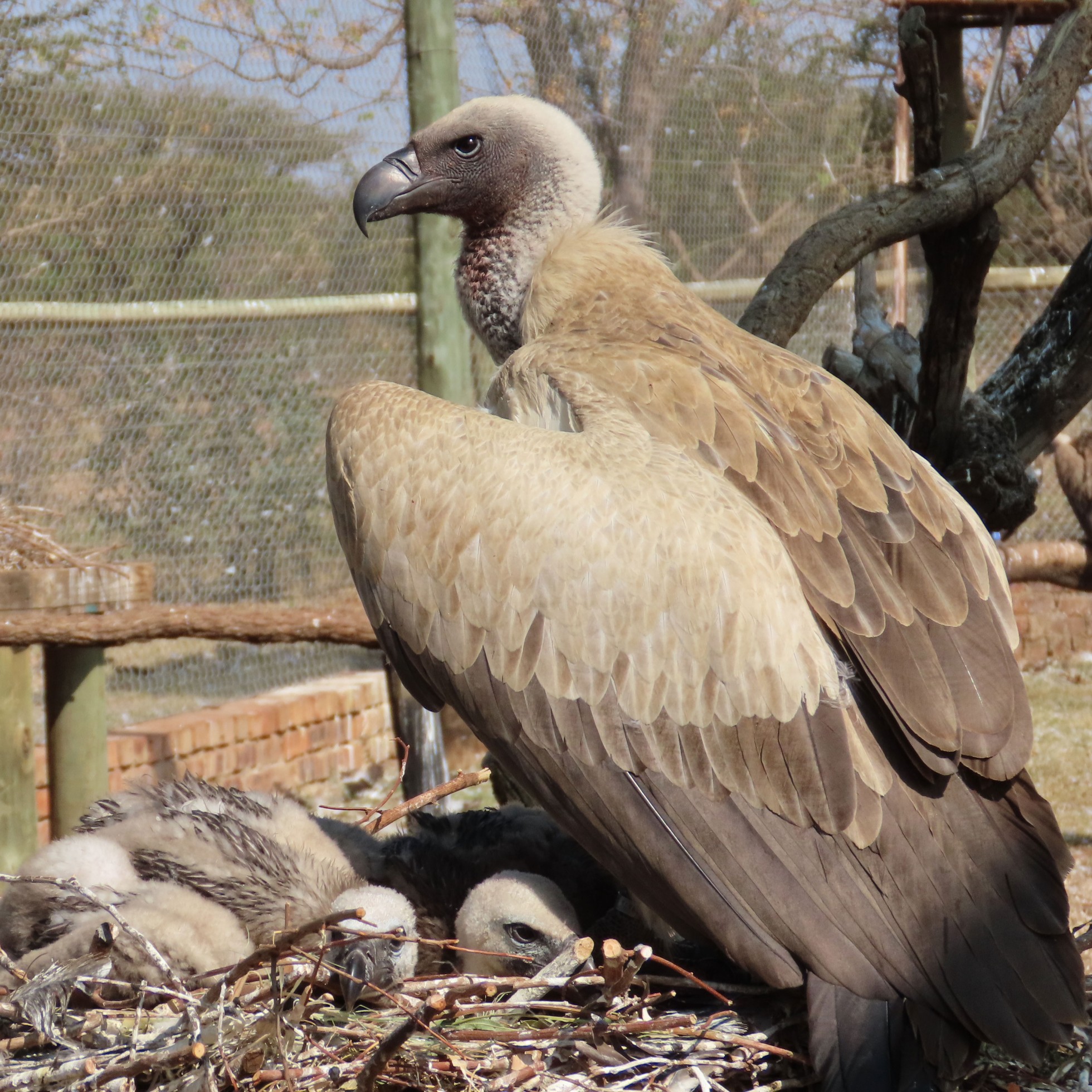 Vultures - Birdorable Blog
