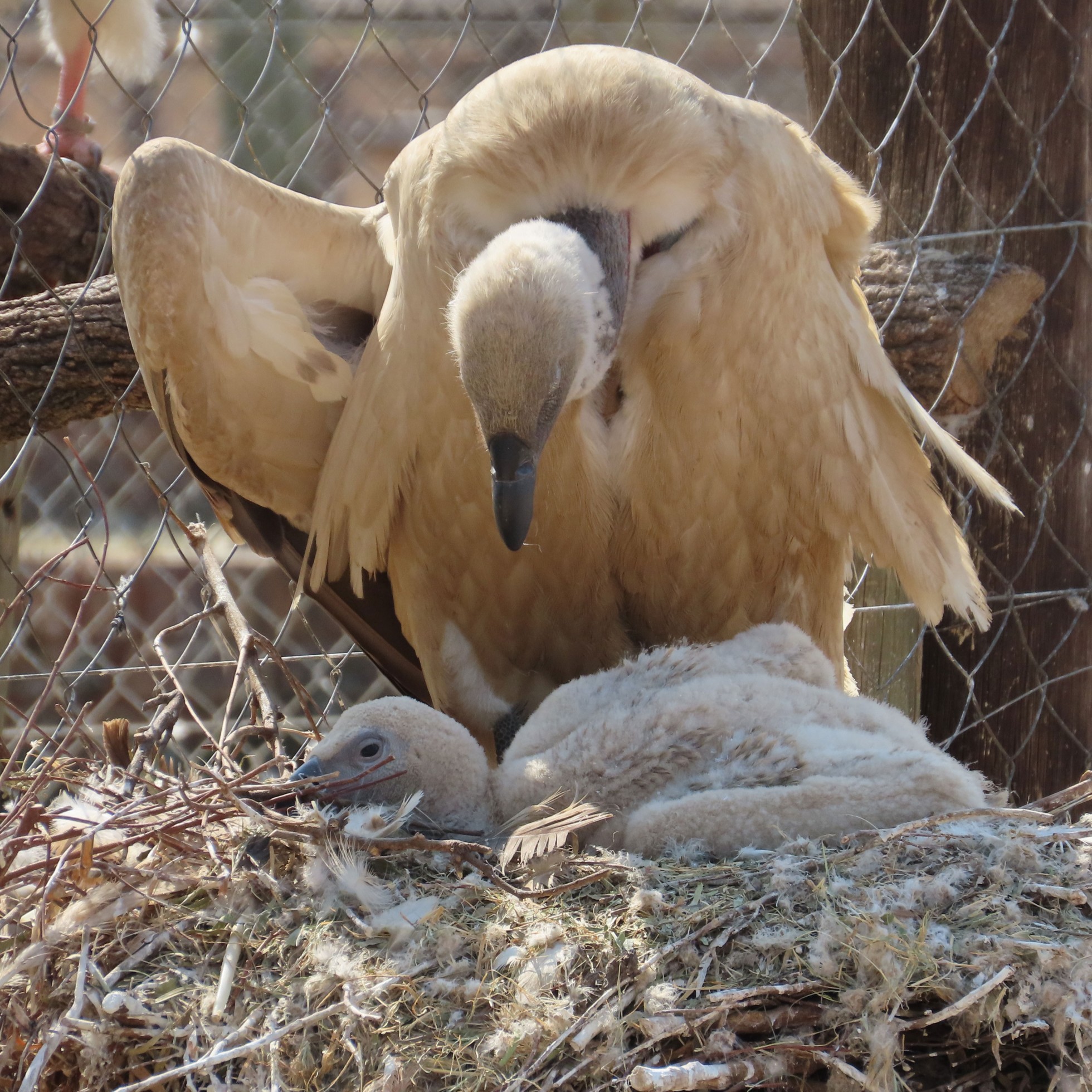 Birdorable Visits Vulpro | Photos from 2023 Vulture Day
