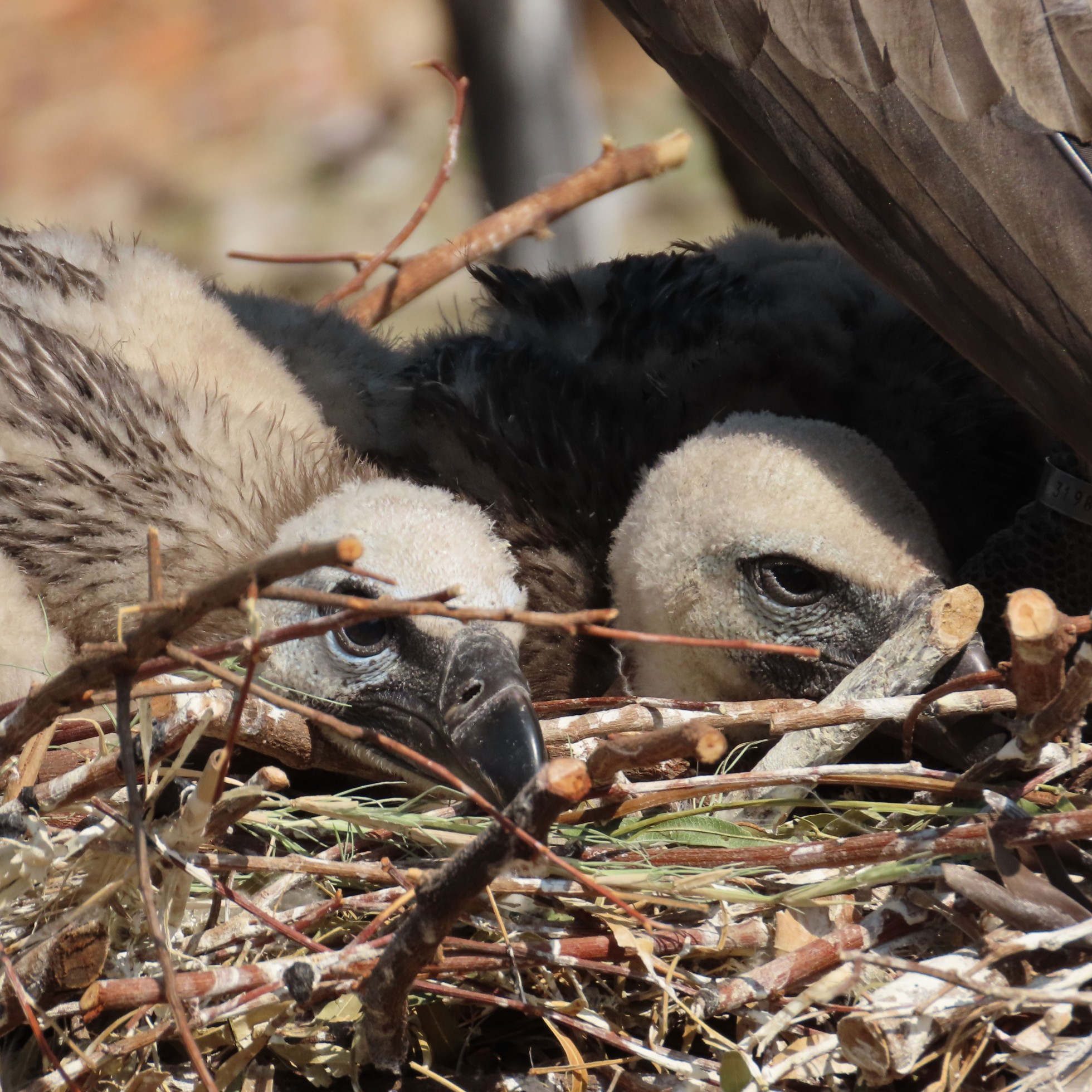 Vultures - Birdorable Blog