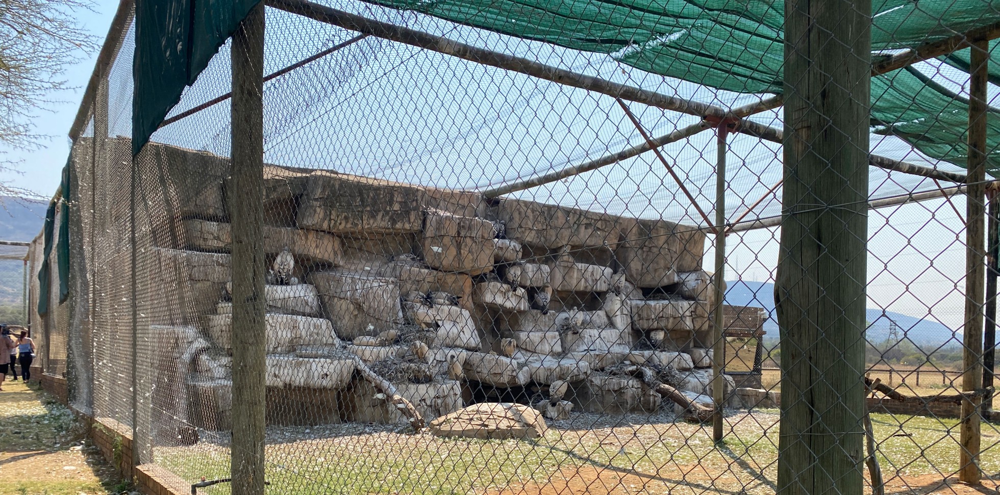 Vultures - Birdorable Blog