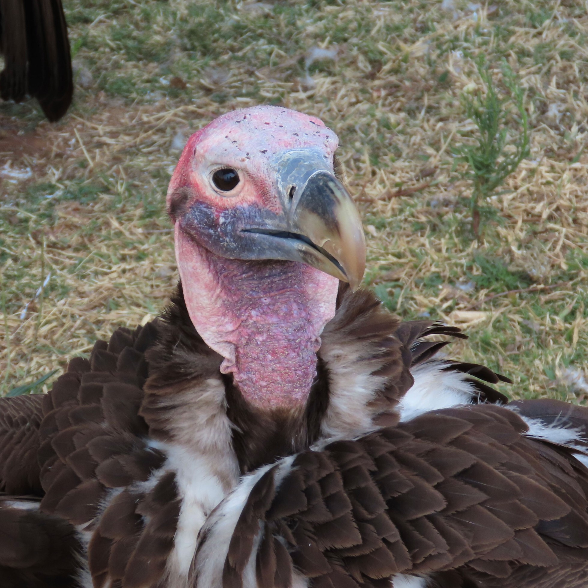 Birdorable Visits Vulpro | Photos from 2023 Vulture Day