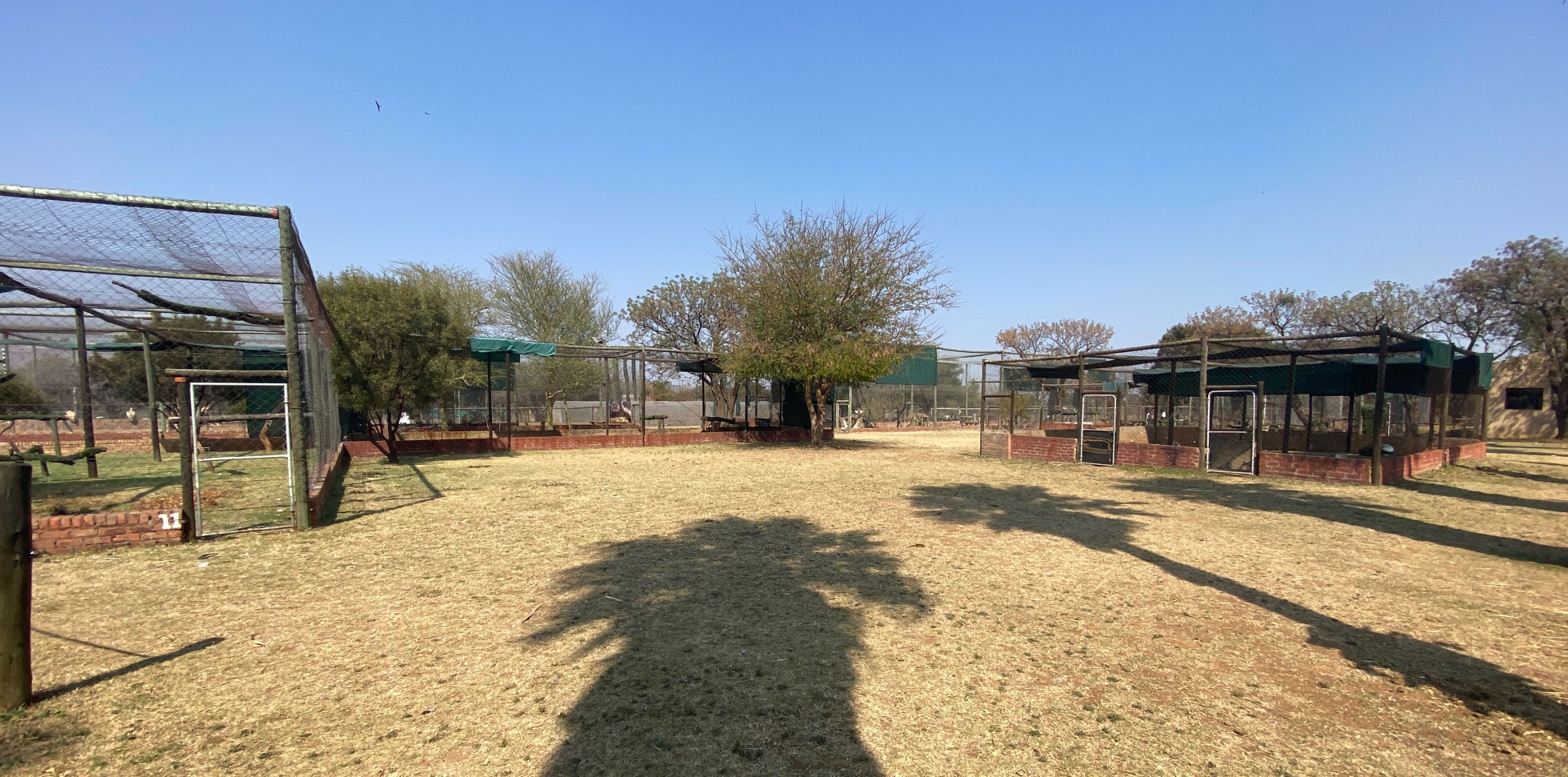 Birdorable Blog - Bird News, New Species & Fun Stuff