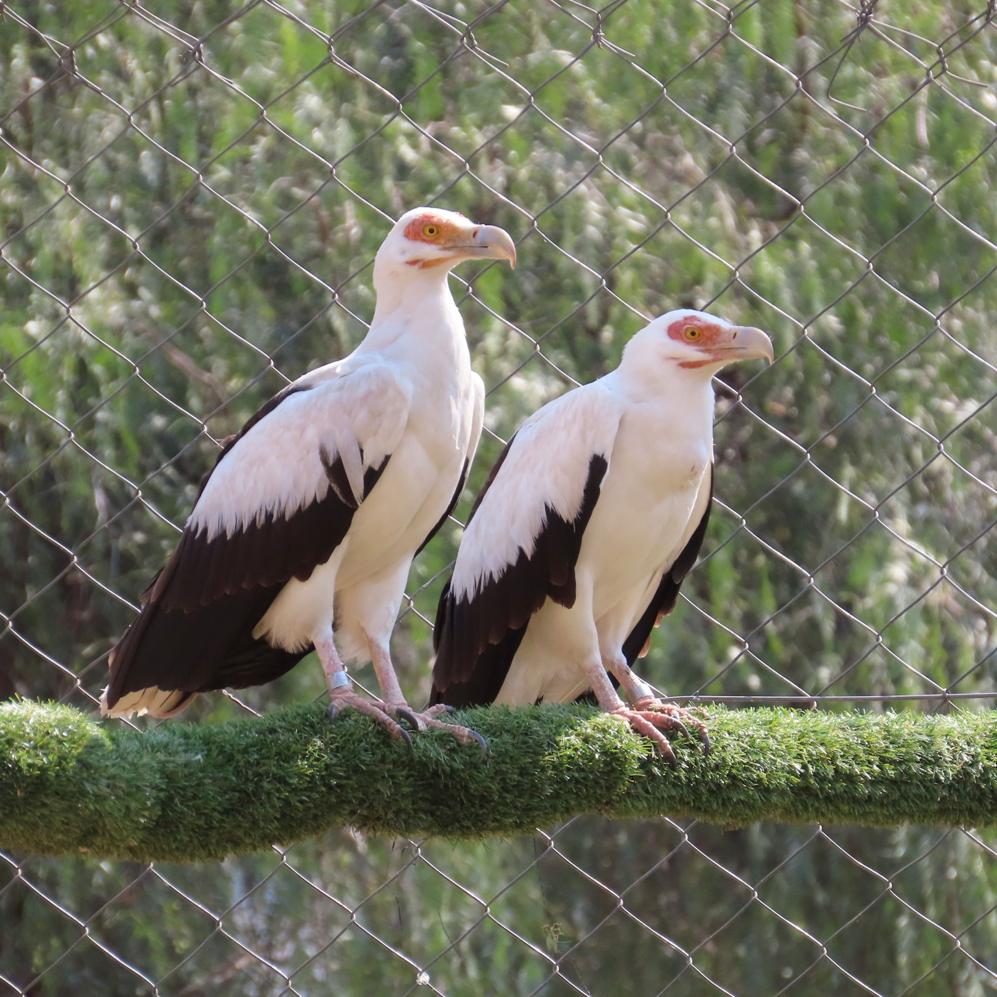 Vultures - Birdorable Blog
