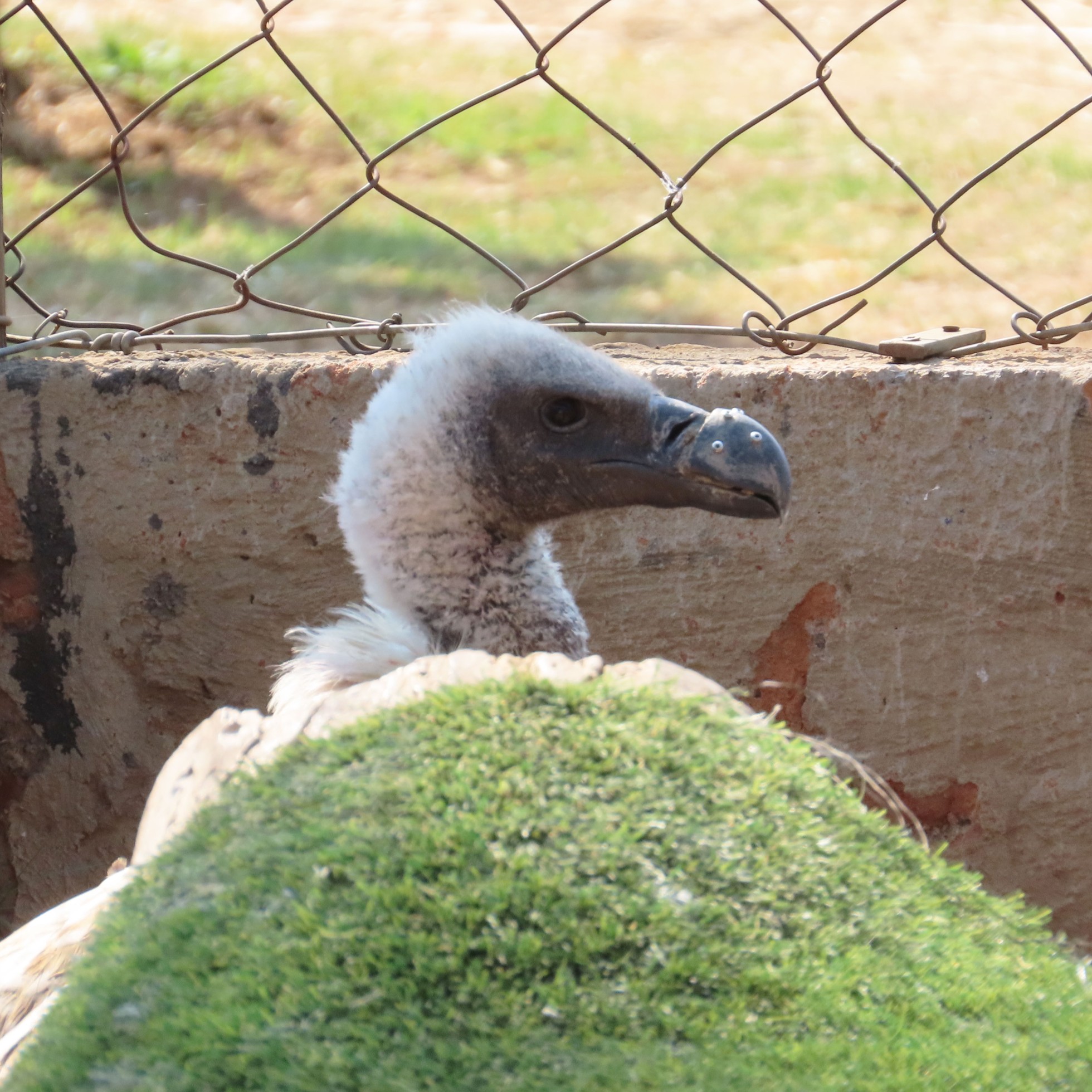 Birdorable Blog - Bird News, New Species & Fun Stuff