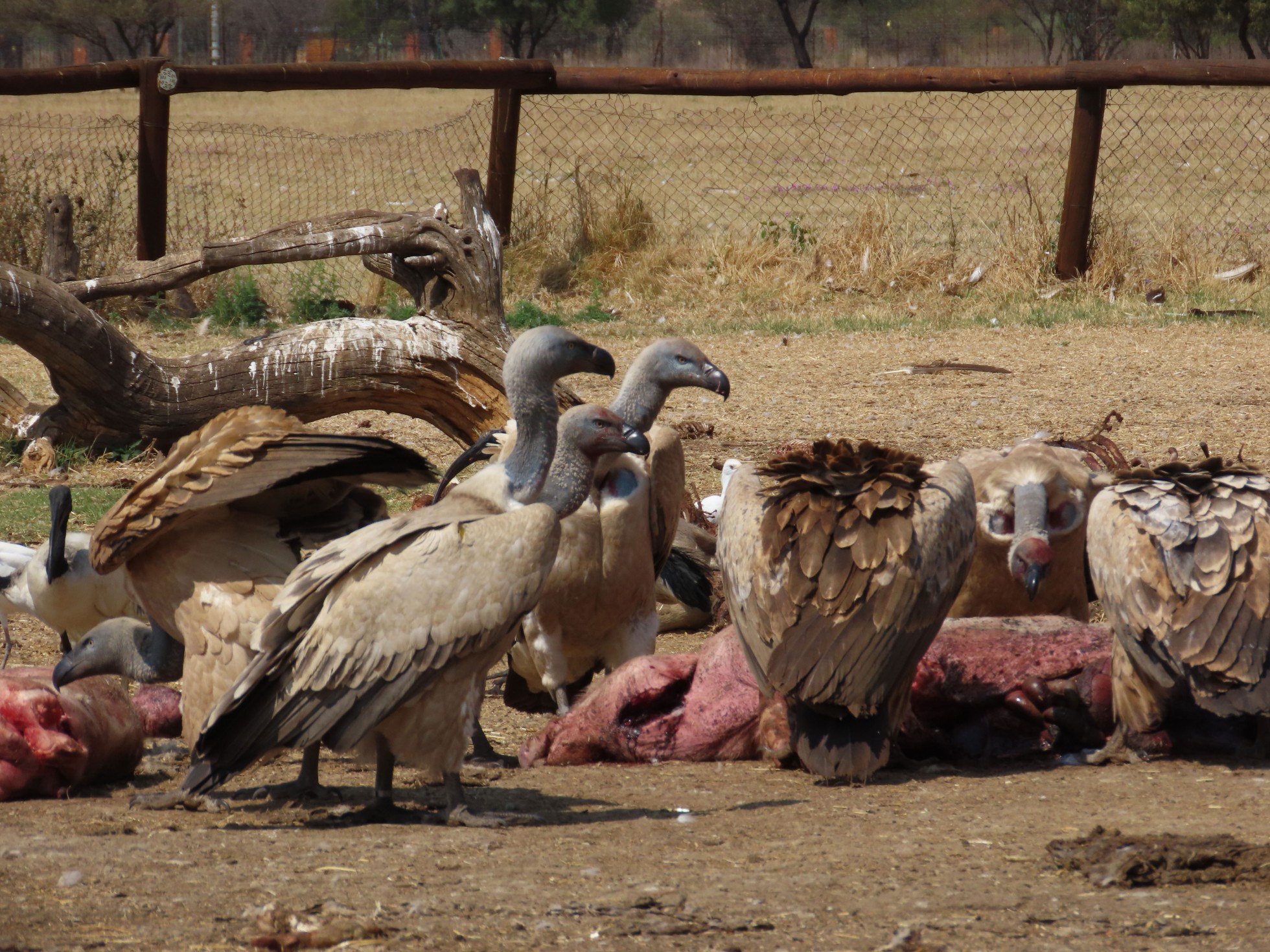 Birdorable Visits Vulpro | Photos from 2023 Vulture Day