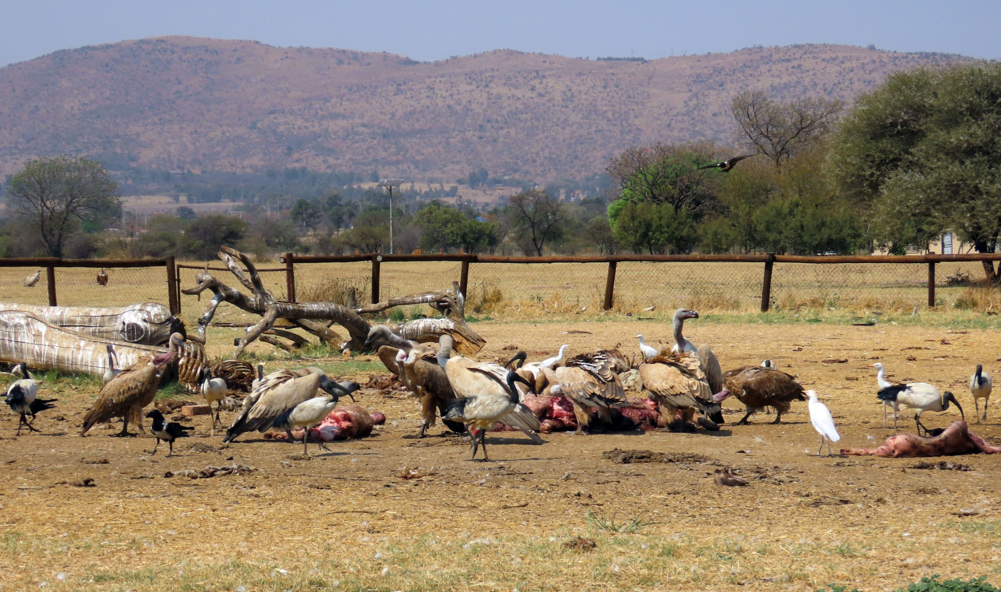 Vultures - Birdorable Blog