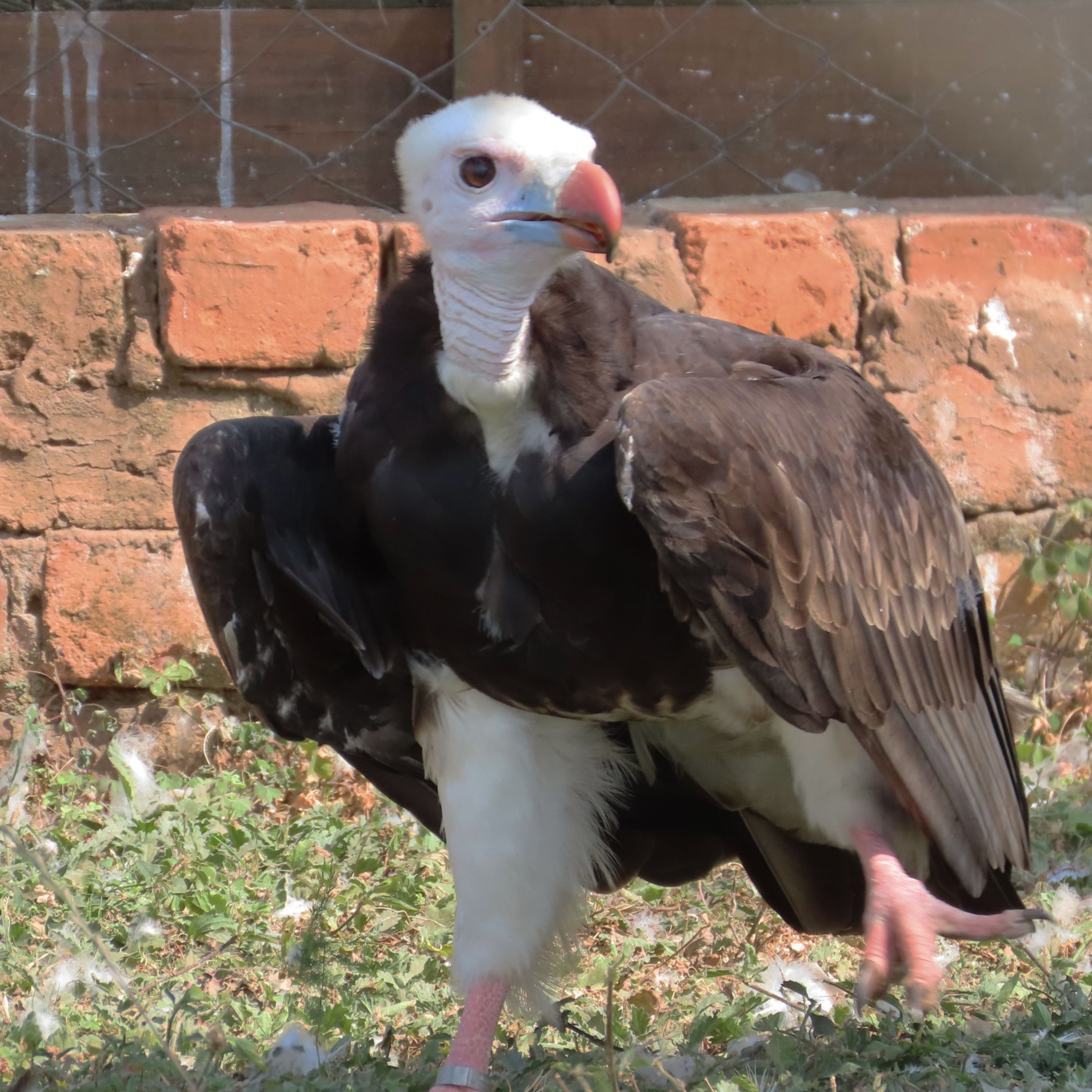 Birdorable Visits Vulpro | Photos from 2023 Vulture Day