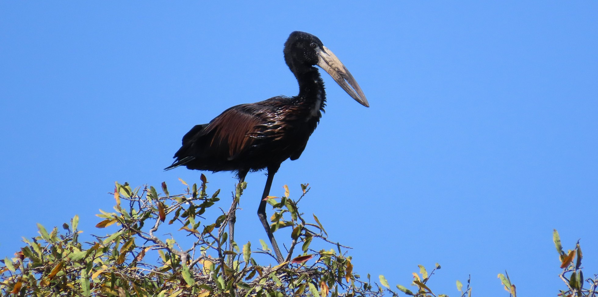 The African Openbill: A Stork's Unique Approach to Feeding