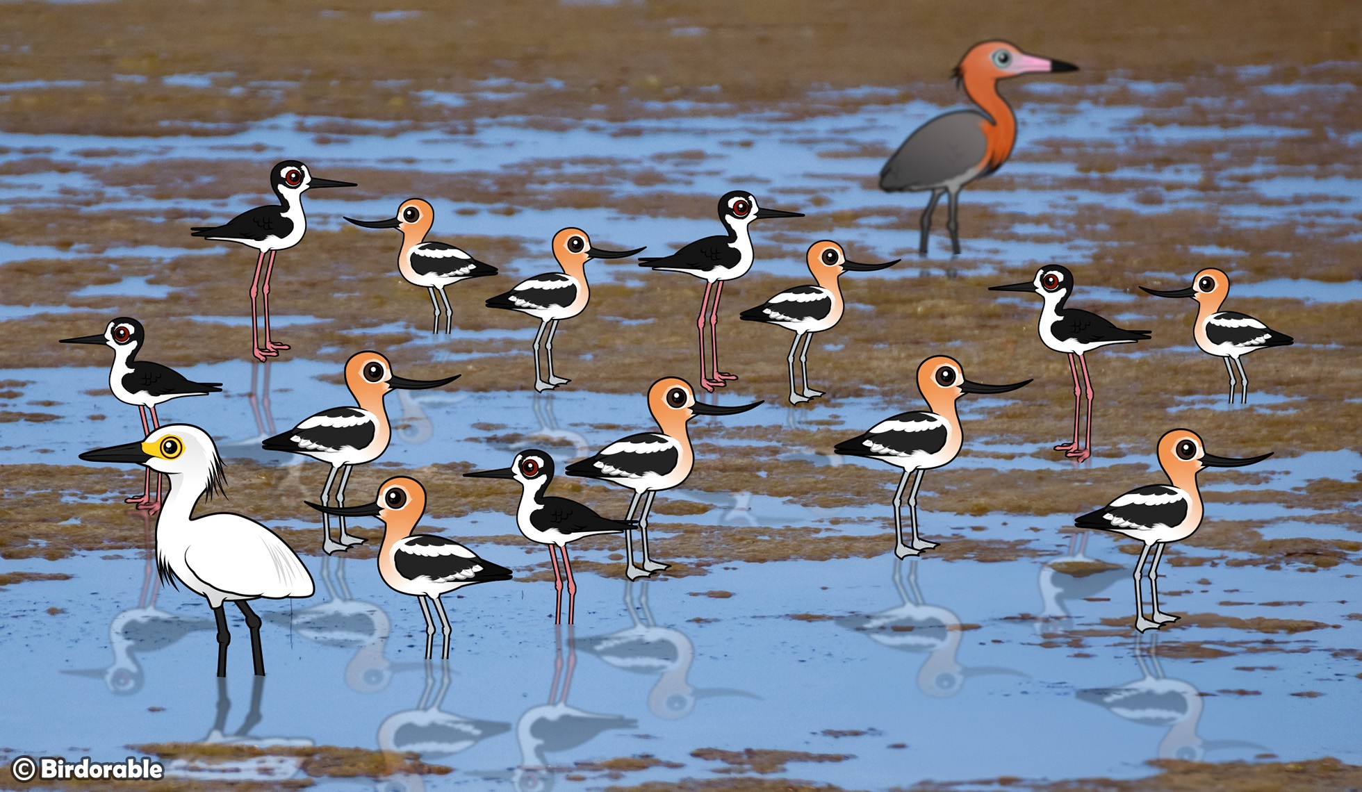 Fascinating Facts About Avocets & Stilts | Birdorable Blog