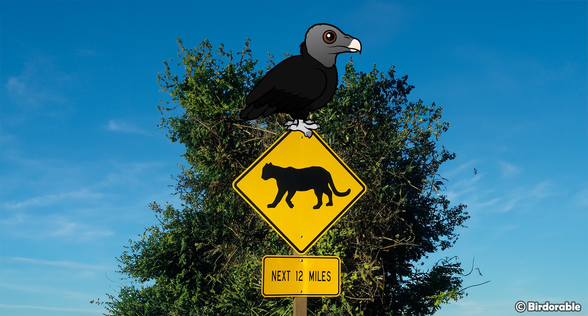 Discovering the Cute Side of the American Black Vulture