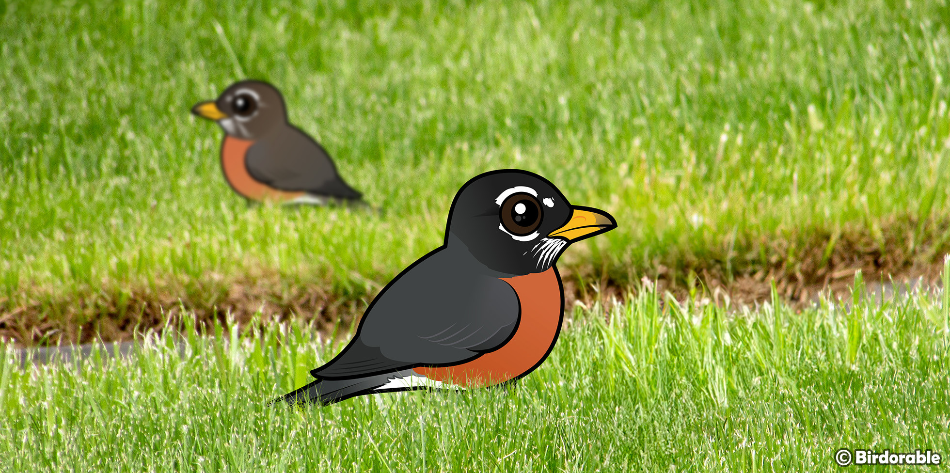 American Robins Revealed: Surprising & Fun Facts List