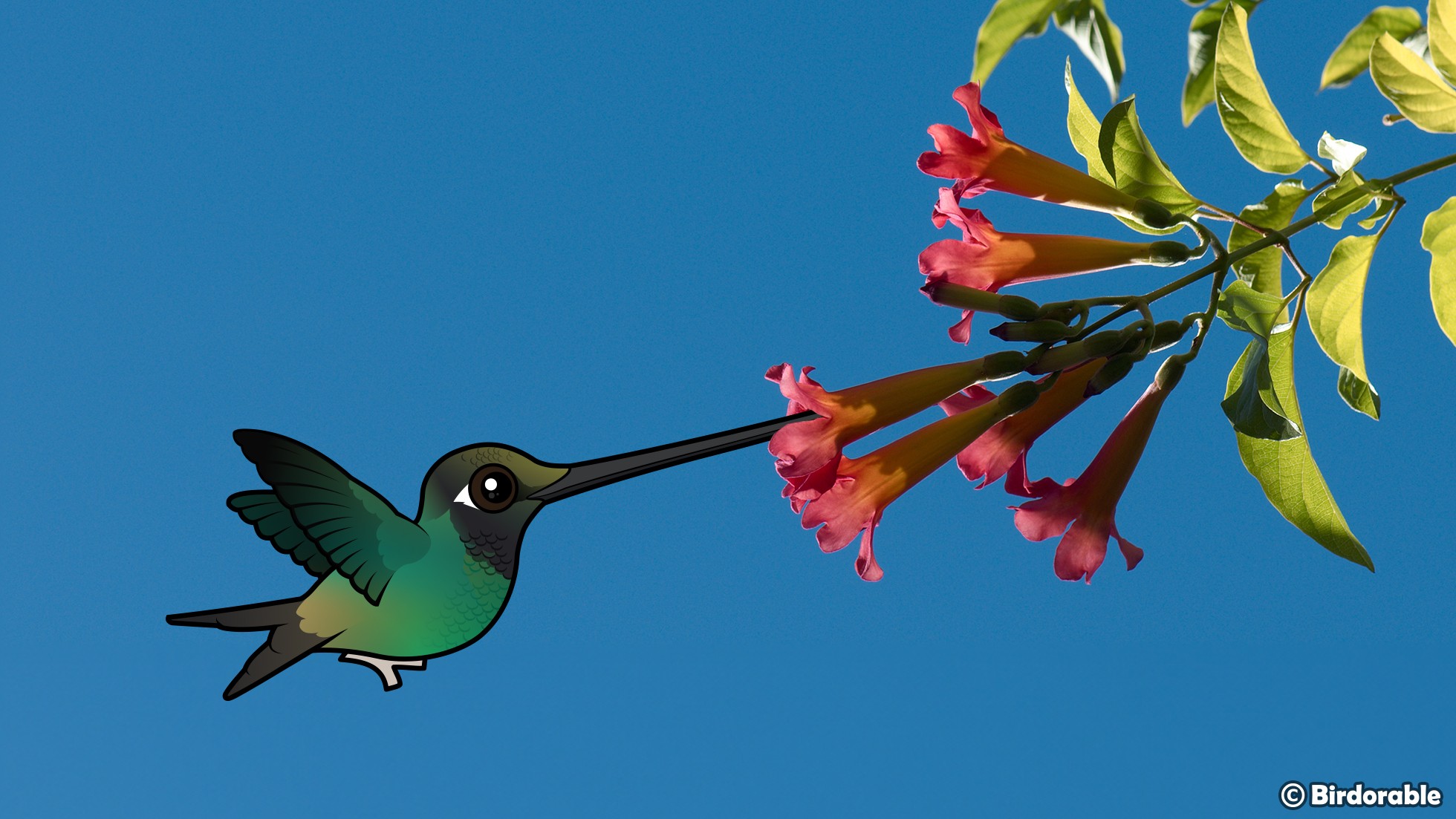 Pollinator Week Is Here! Hummingbirds Are Avian Pollinators!
