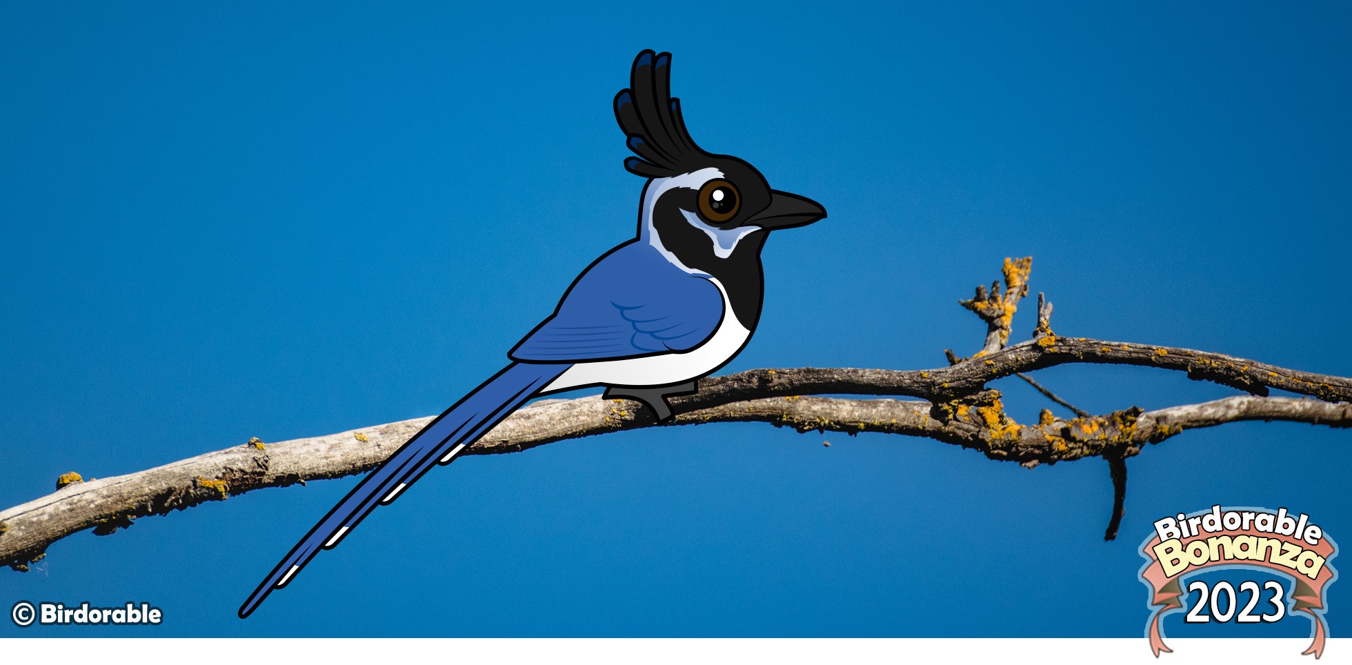 The Black-throated Magpie-Jay: Mexico's Long-Tailed Wonder